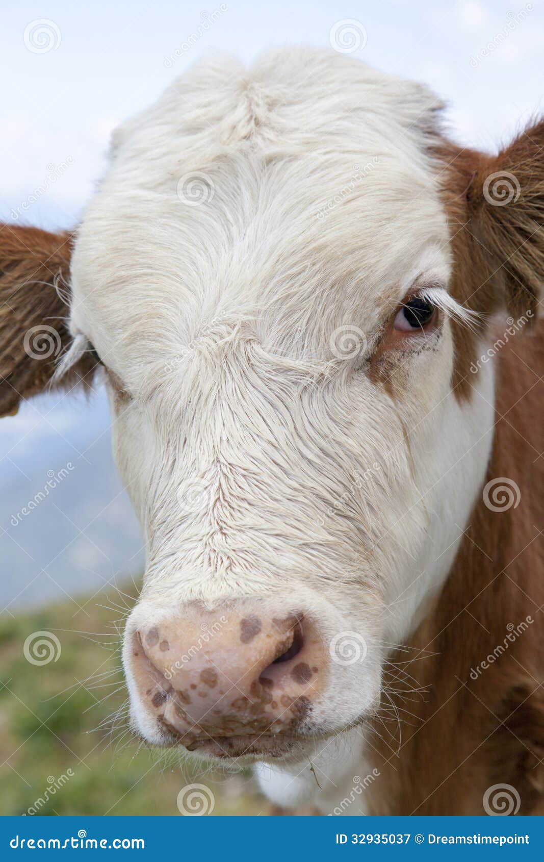 Portrait of a calf stock image. Image of cloud, countryside - 32935037
