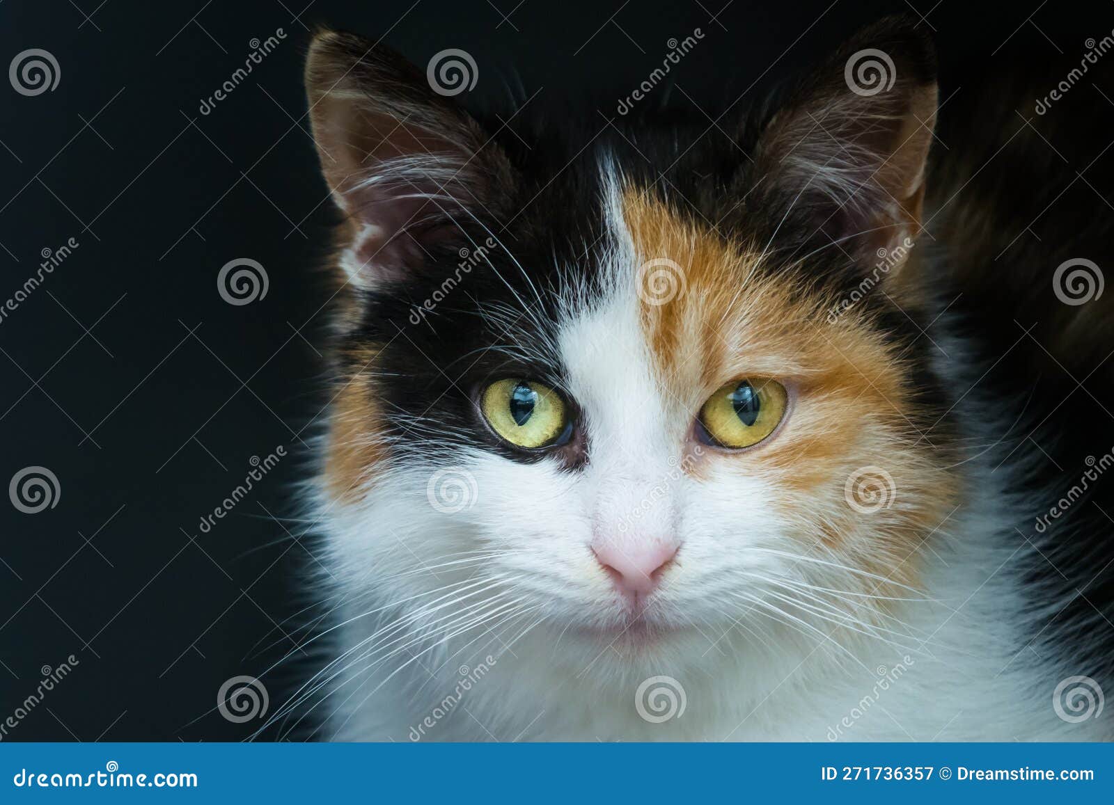Portrait of a Calico Cat Breed Stock Image - Image of whiskers ...