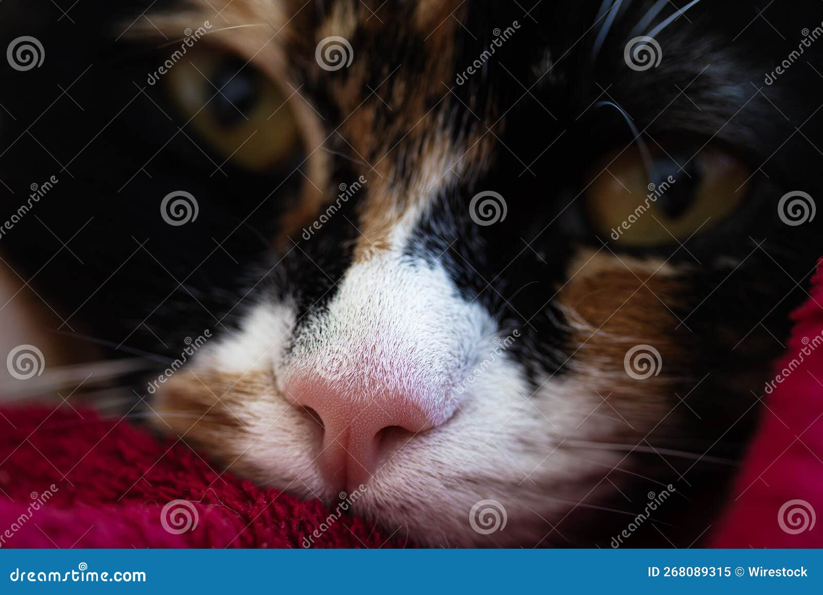 Portrait of a Calico Cat Face at Home Stock Image - Image of purebred ...