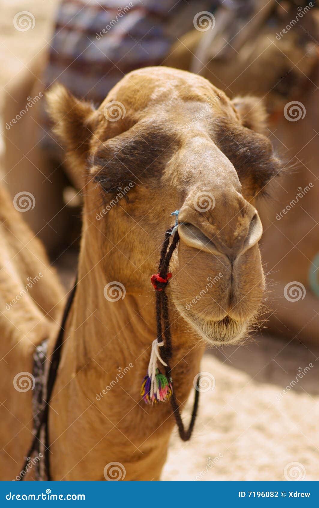 Portrait of camel stock photo. Image of face, desert, sahara - 7196082