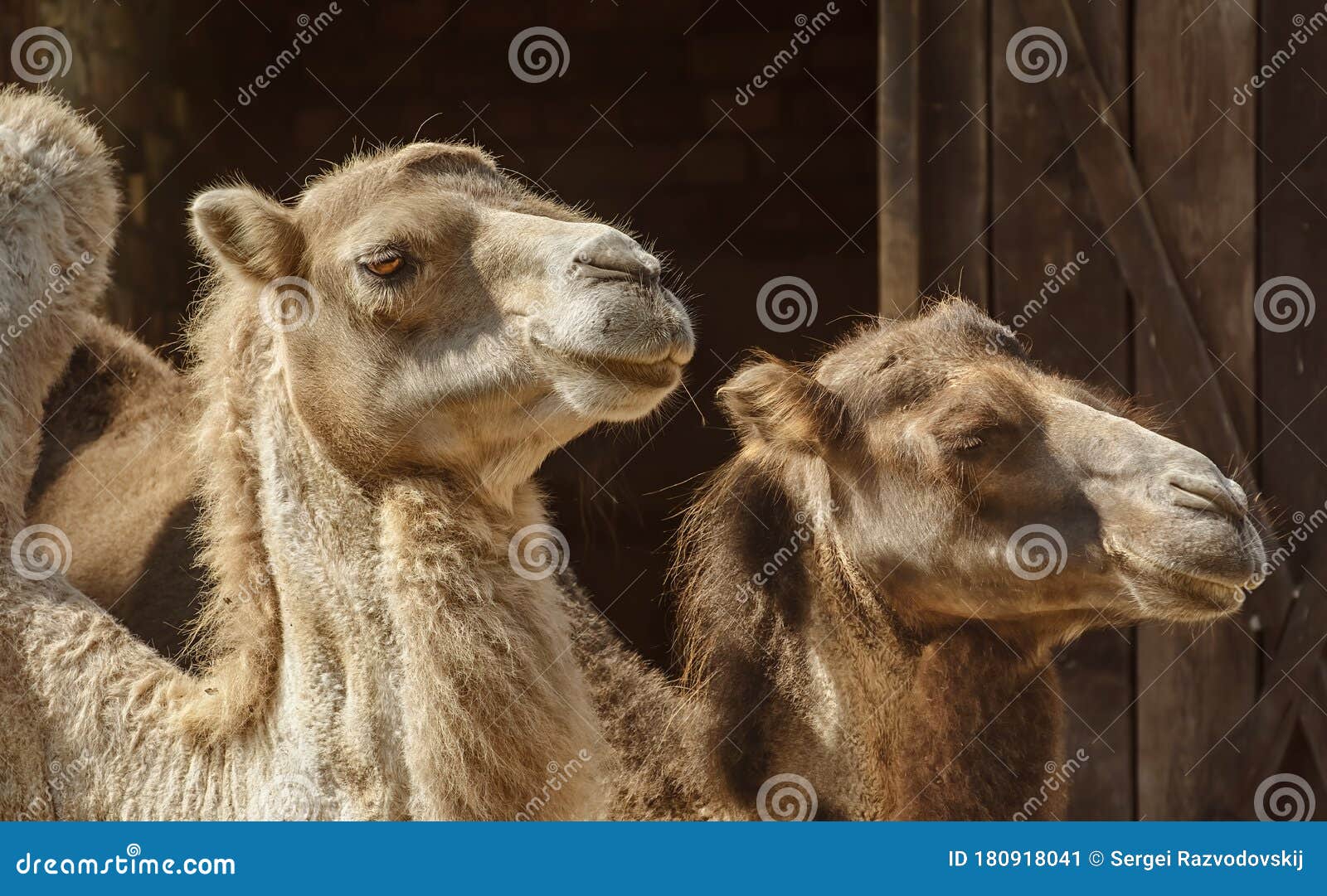 Portrait of Camel stock image. Image of dark, camelus - 180918041