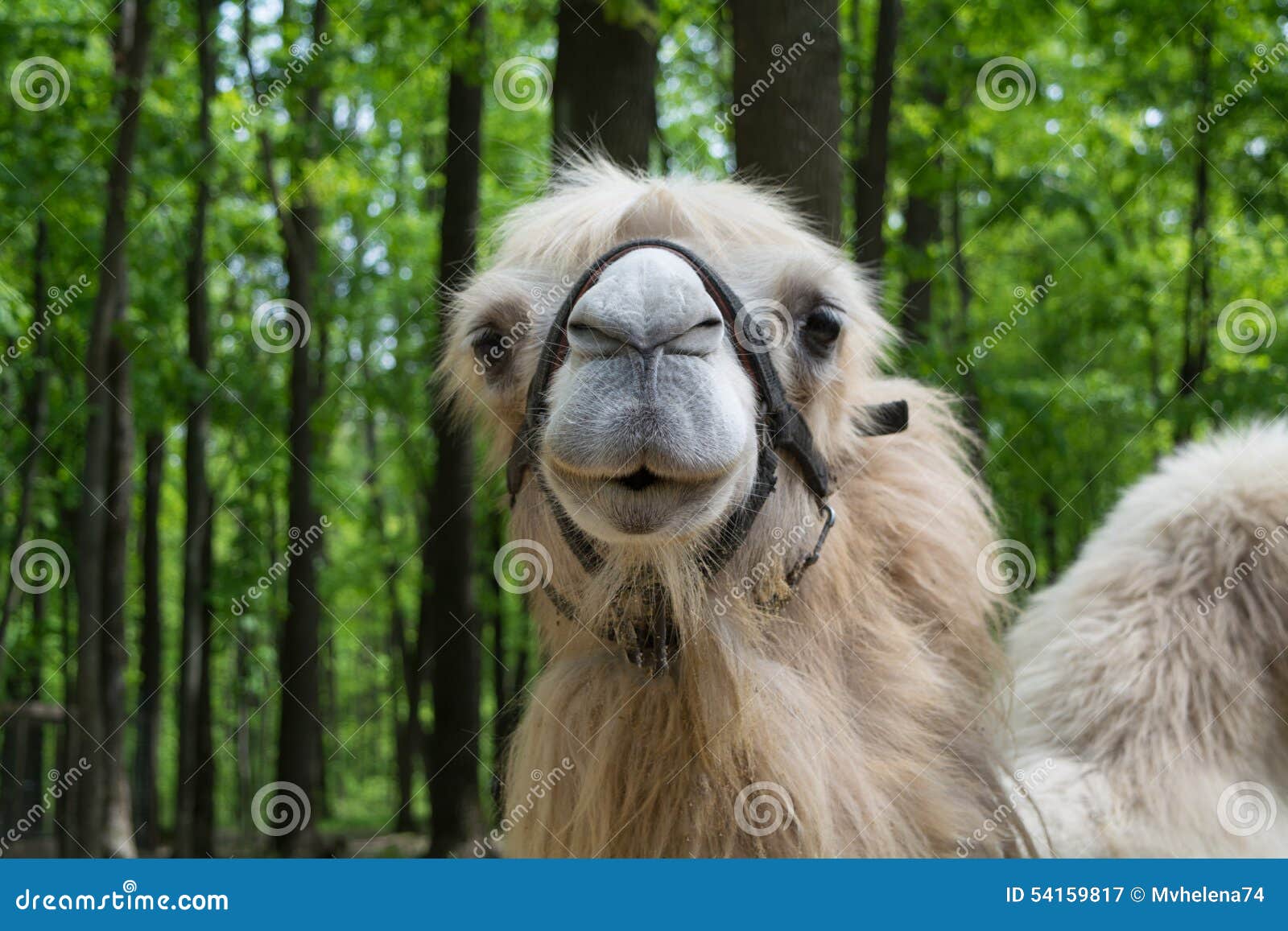 Portrait of Camel Against Green Trees Background Stock Image - Image of ...