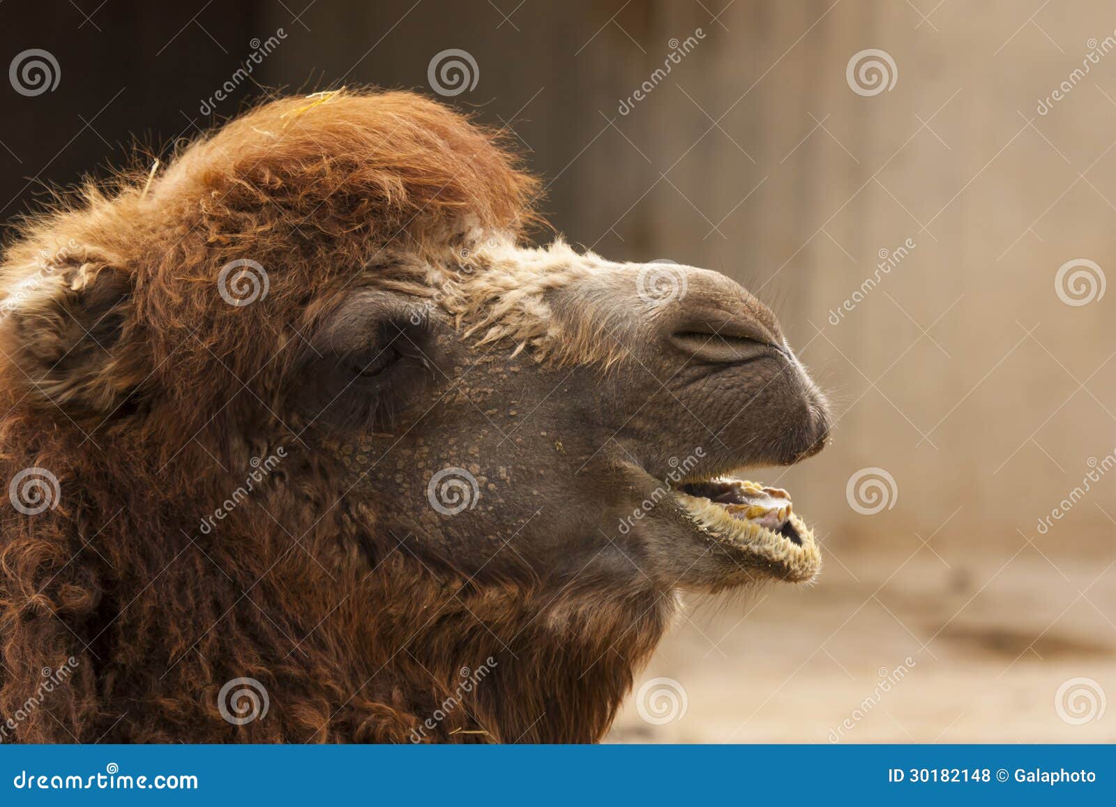 Camel stock photo. Image of fauna, neck, africa, sand - 30182148