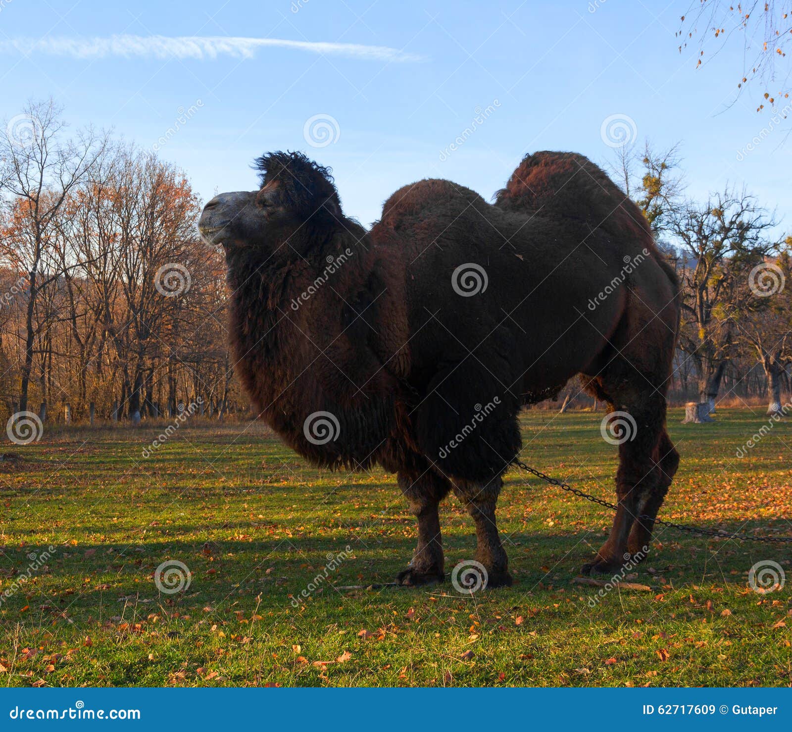 Portrait Camel in Autumn Park Stock Image - Image of humped, bactrianus ...