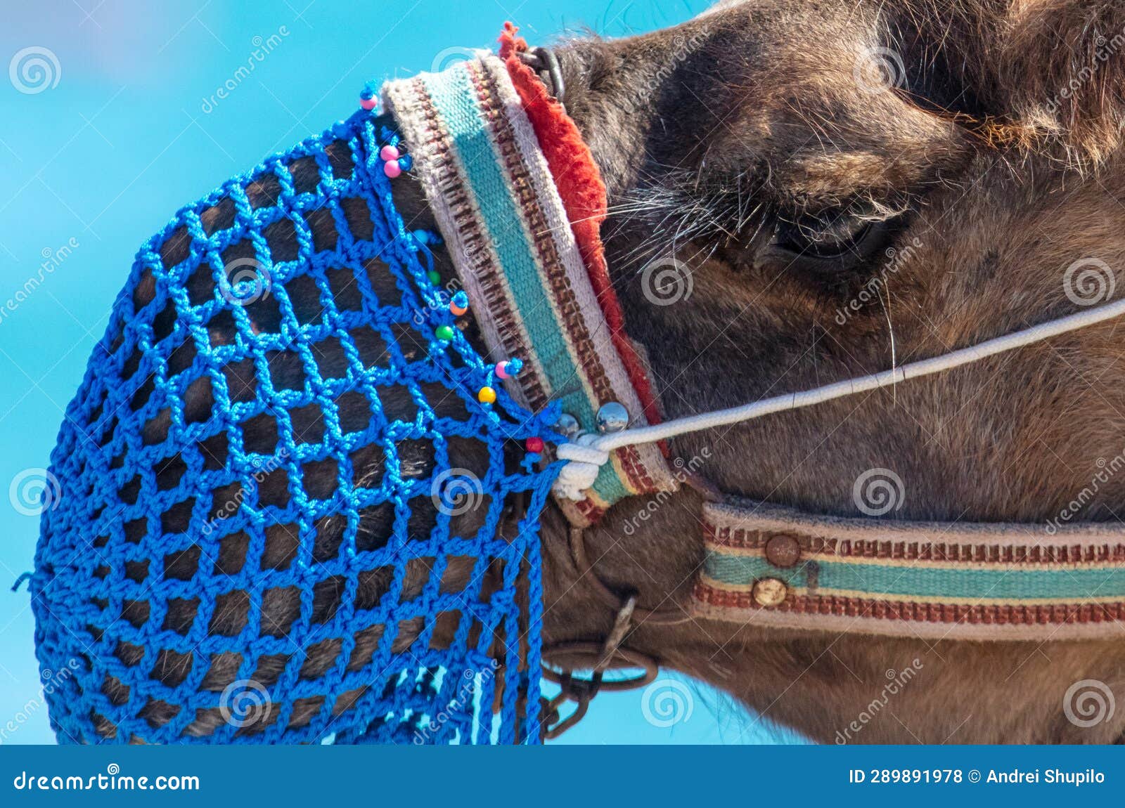 Portrait of a Camel in a Blue Mask Stock Photo - Image of portrait ...