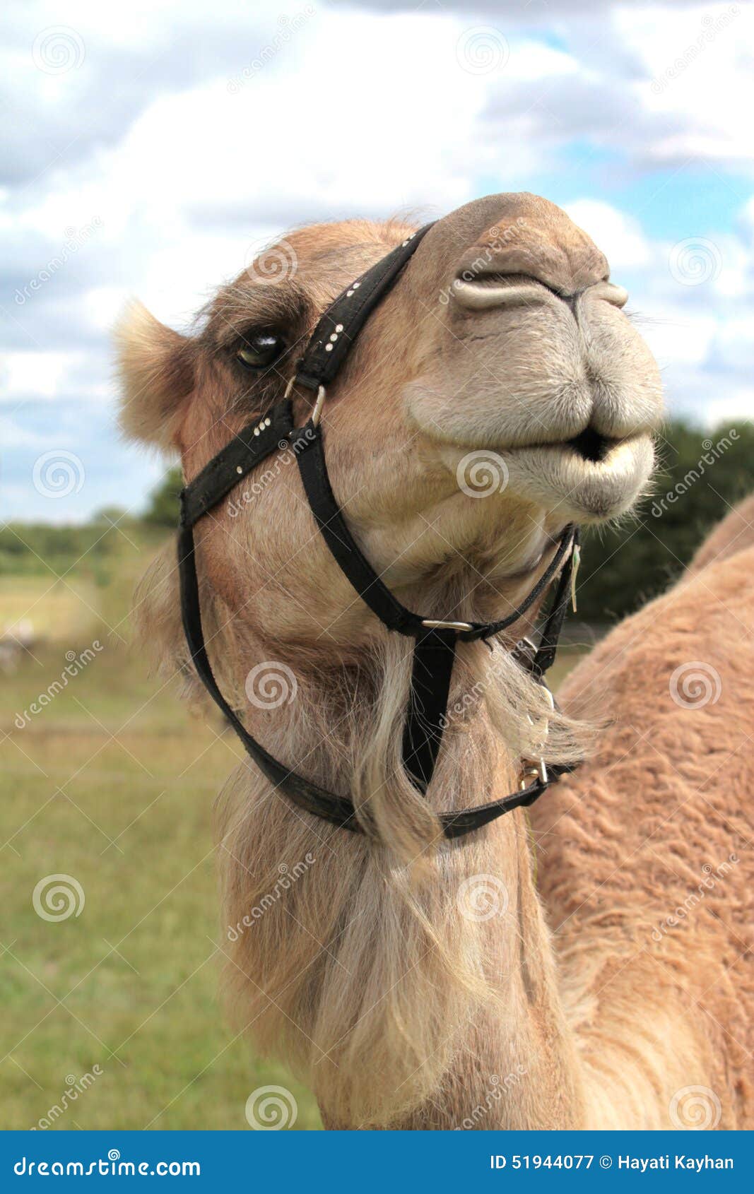 Portrait of Camel, Close-up Image Stock Image - Image of close, nomadic ...
