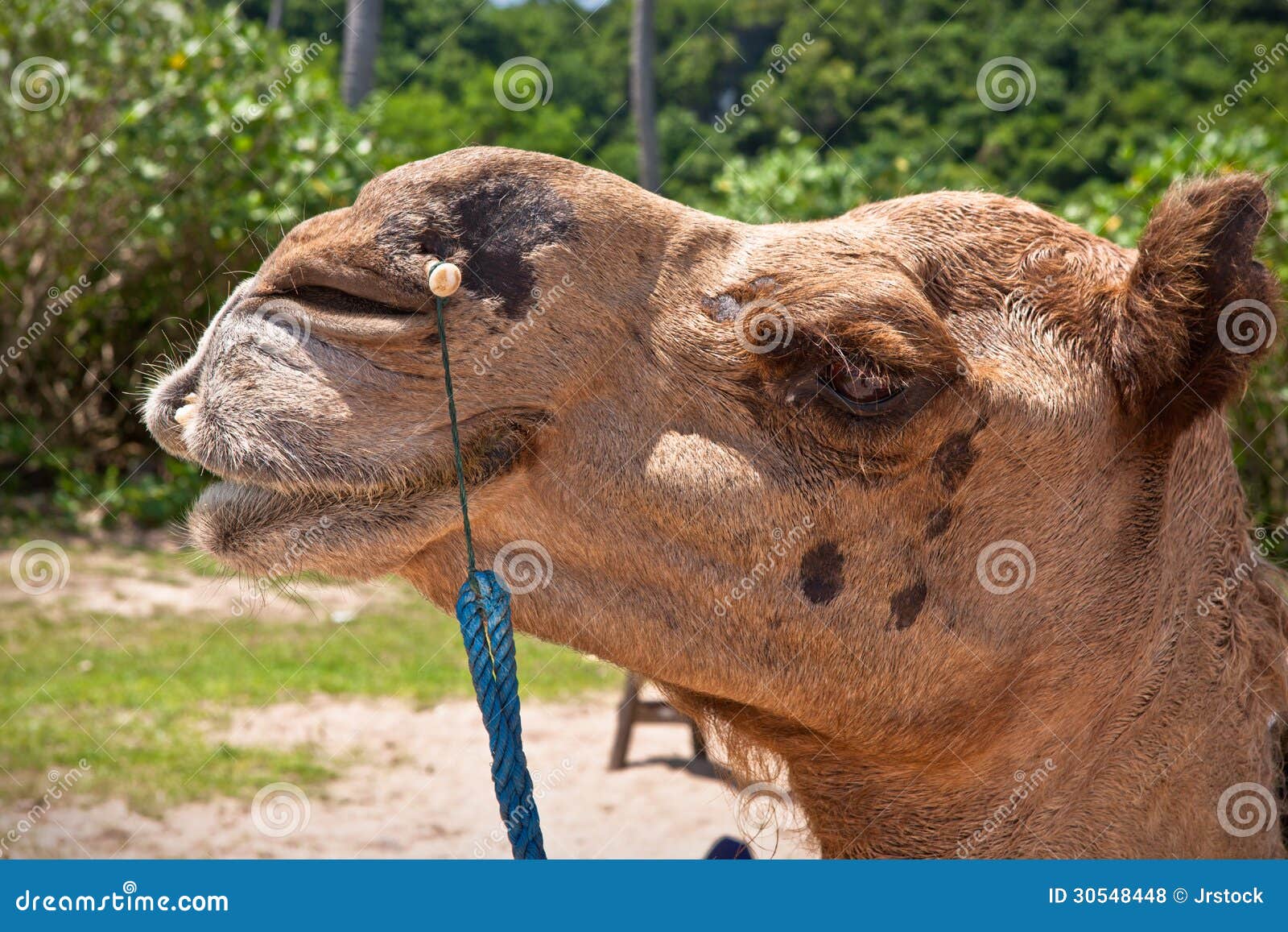 Portrait of a camel stock photo. Image of brown, animal - 30548448