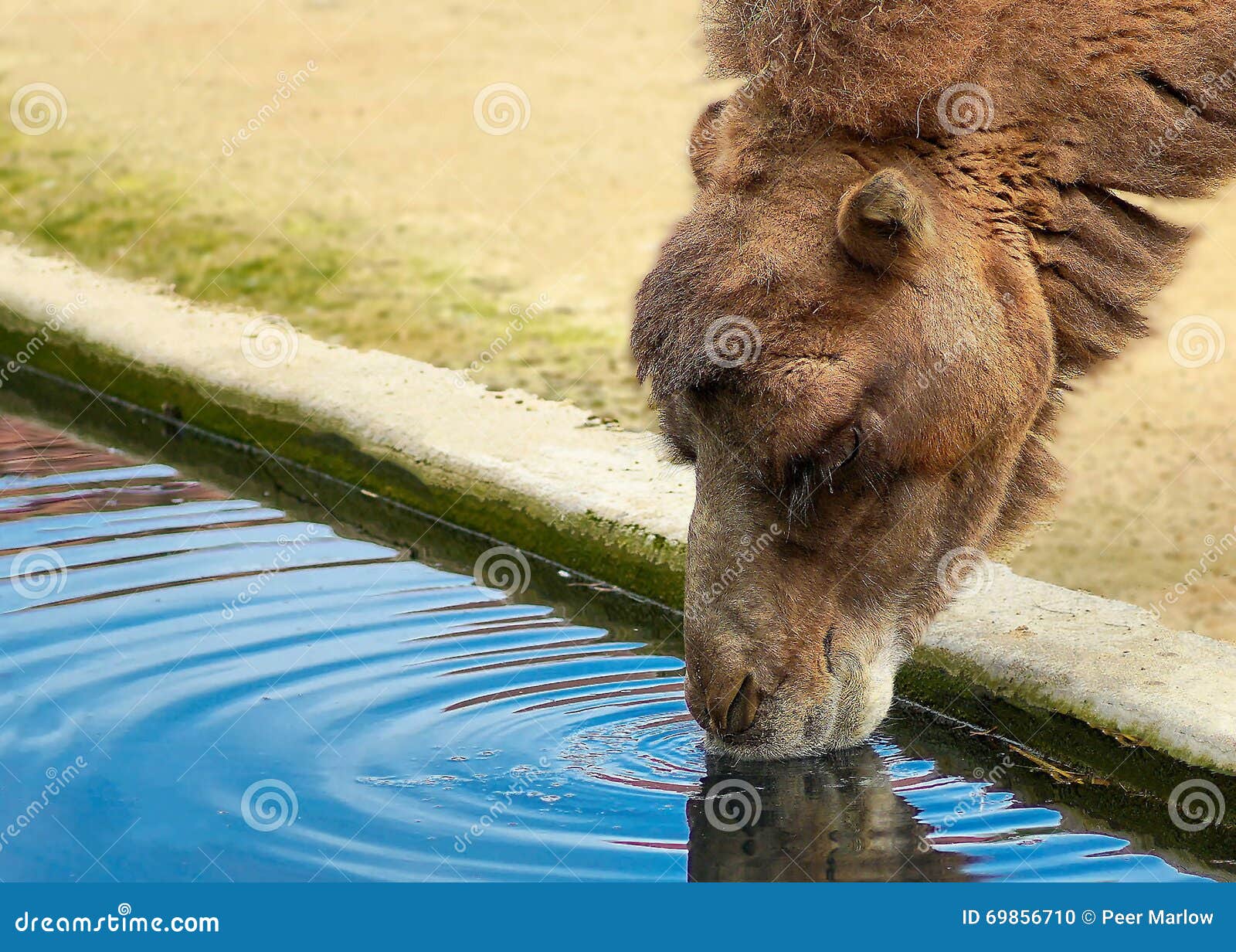 Portrait of a Camel Drinking Water Stock Photo - Image of blue, camel ...