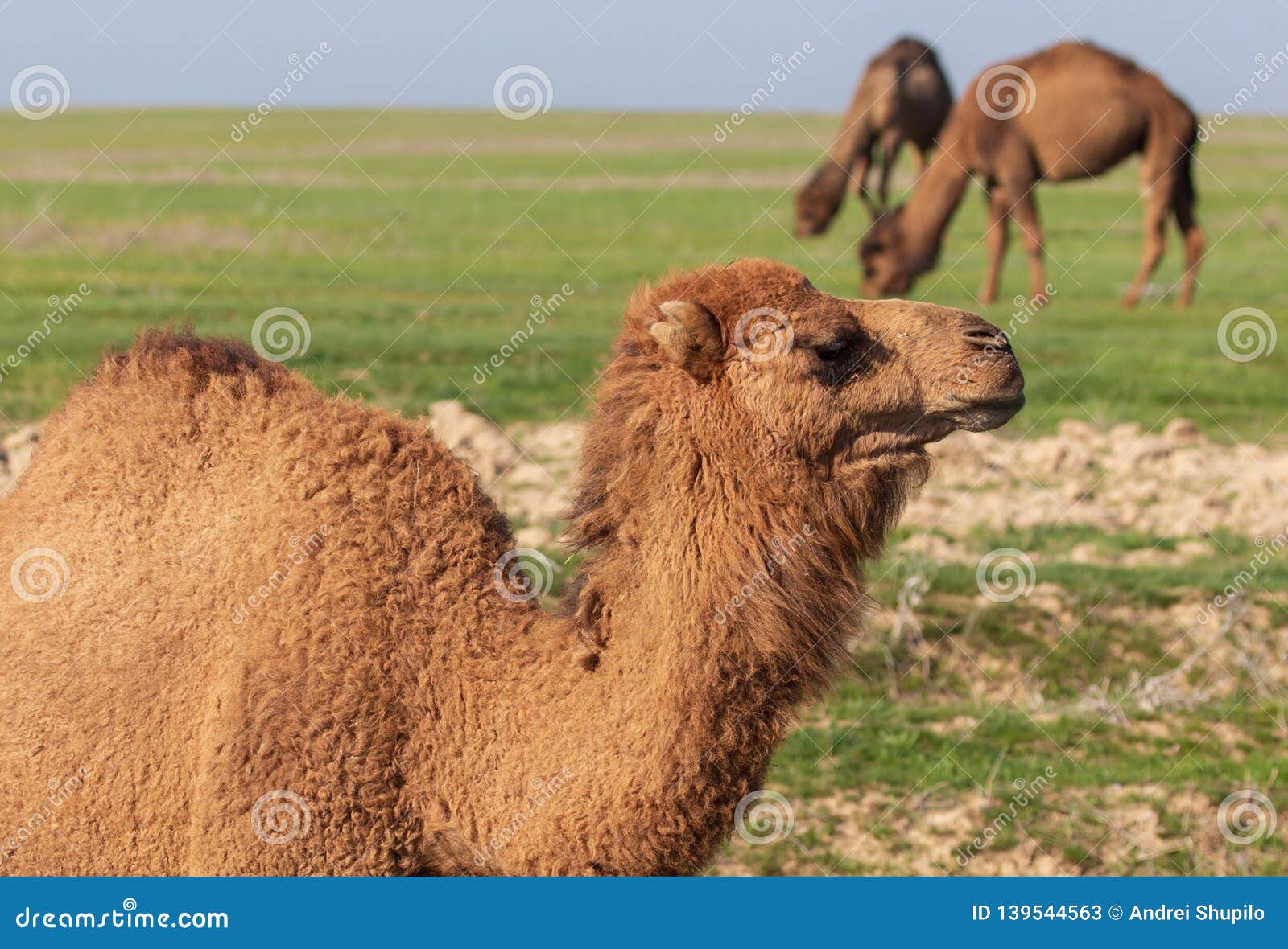 Camels Graze in a Field in Spring Stock Image - Image of rural, animal ...