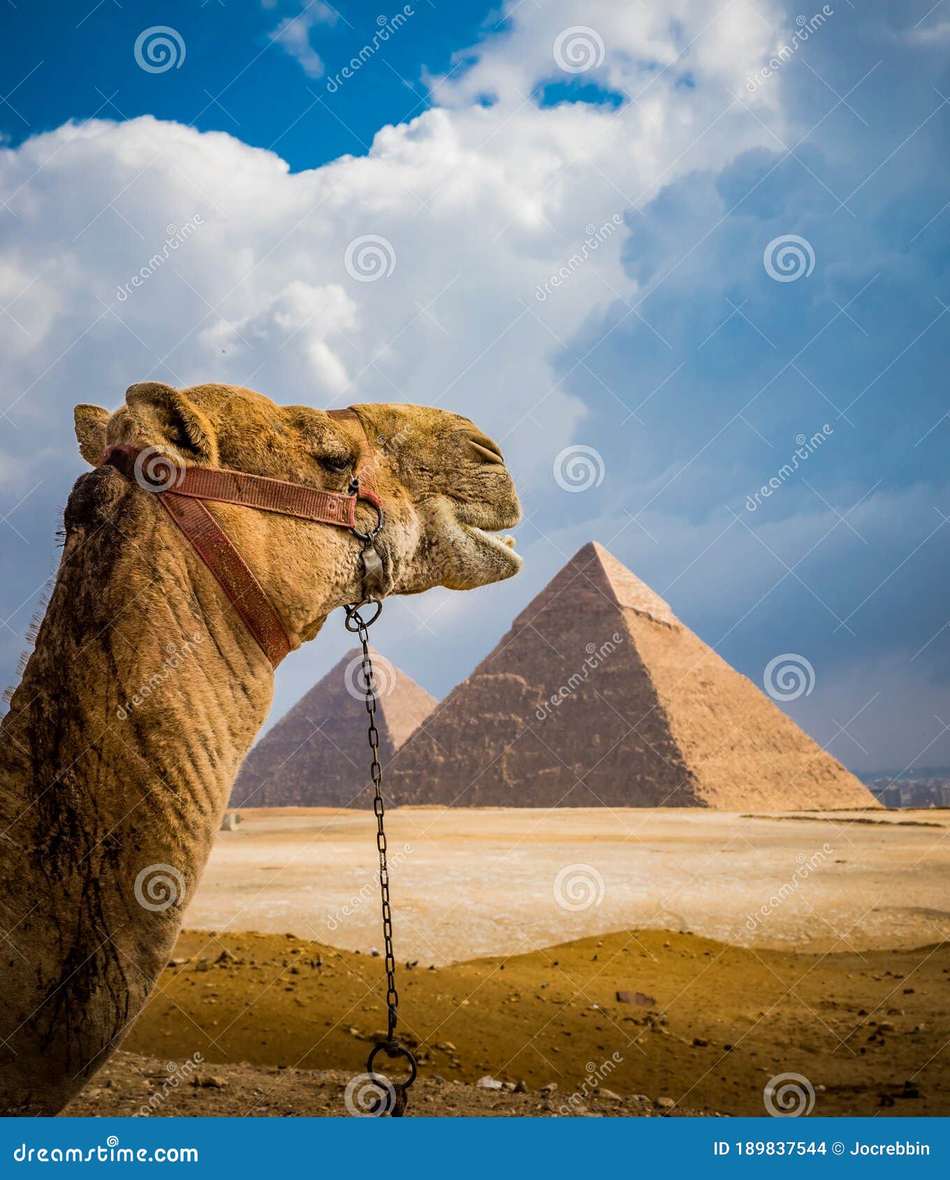 Portrait of Camel Frames the Pyramids of Giza Stock Photo - Image of camels, stone: 189837544