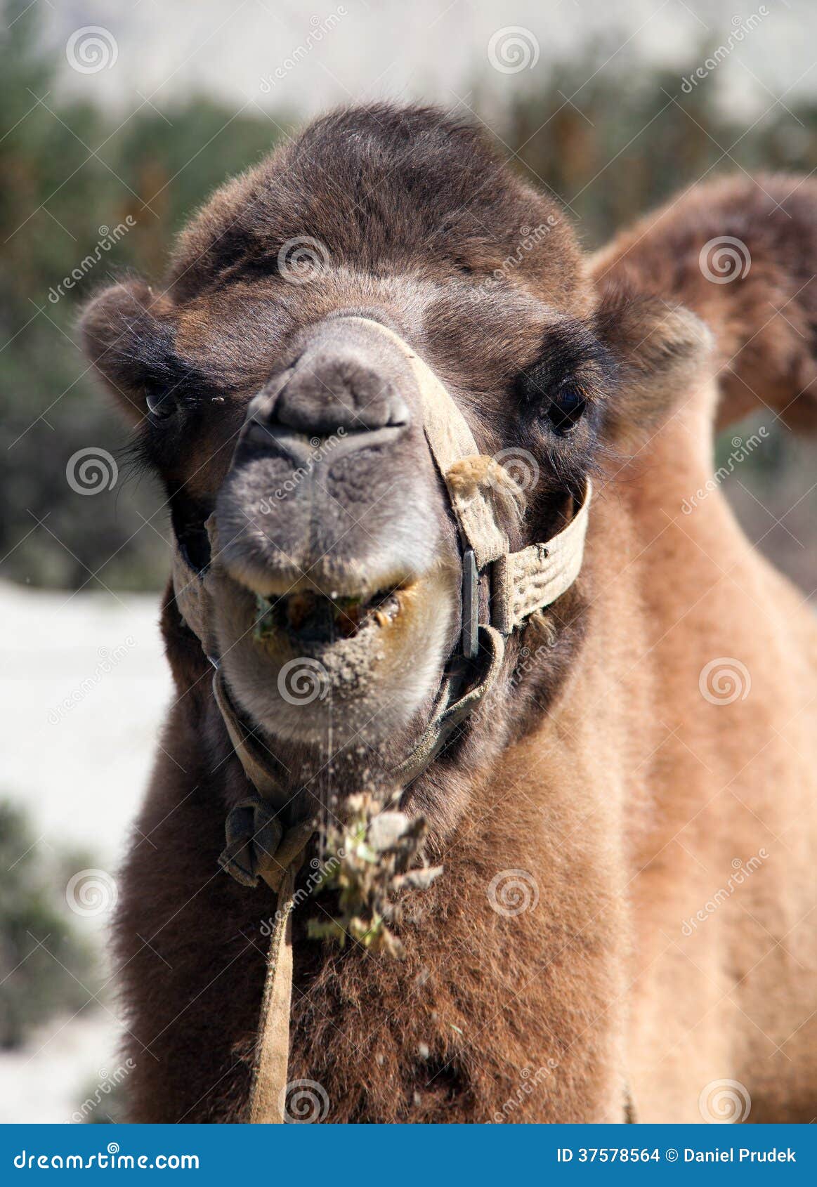 Portrait of Camel head stock photo. Image of animal, asian - 37578564