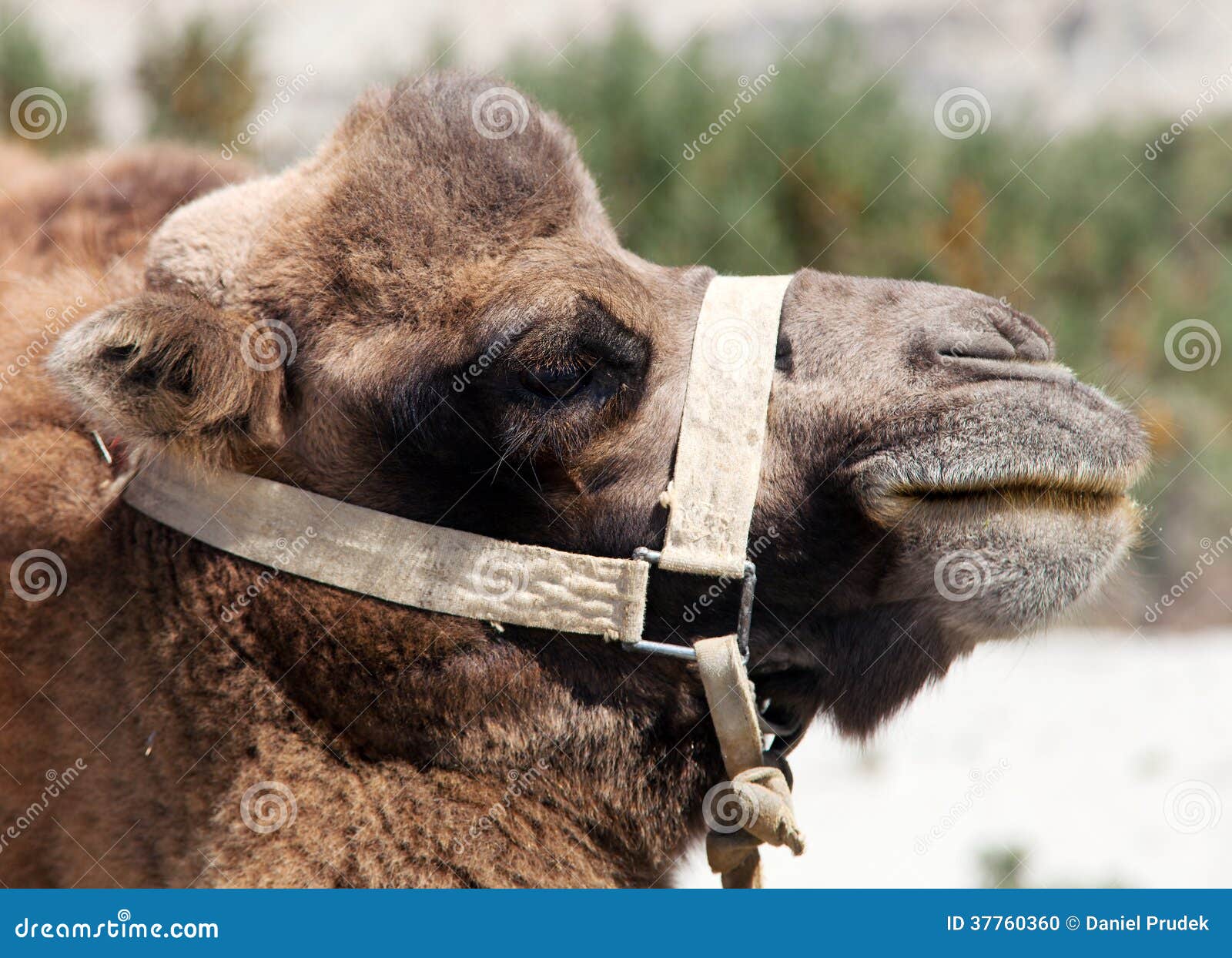 Portrait of Camel head stock photo. Image of close, herbivorous - 37760360