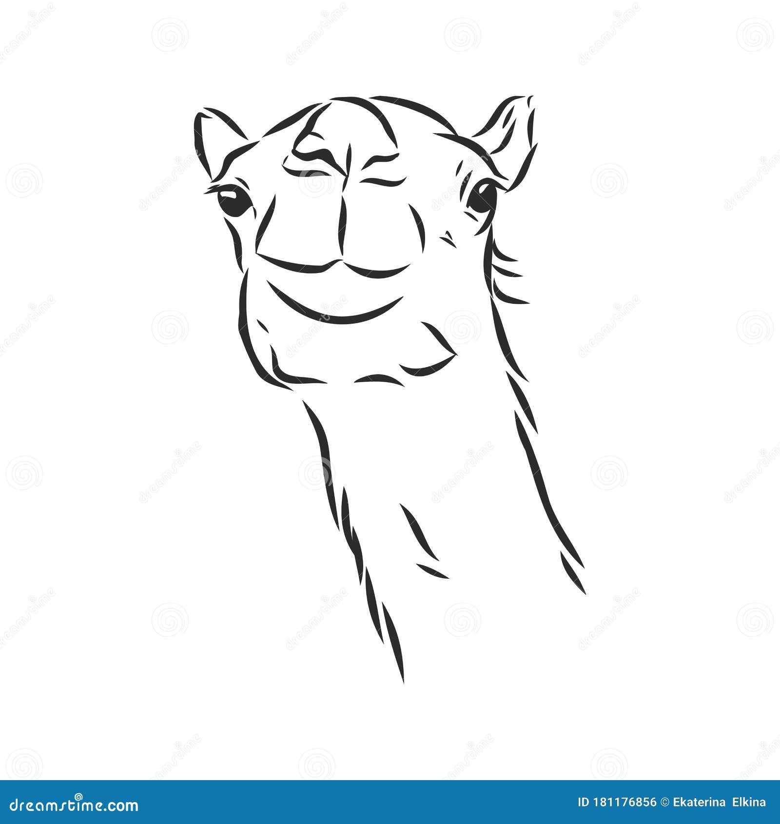 Portrait of a Camel, Head of a Camel, Vector Sketch Illustration Stock ...