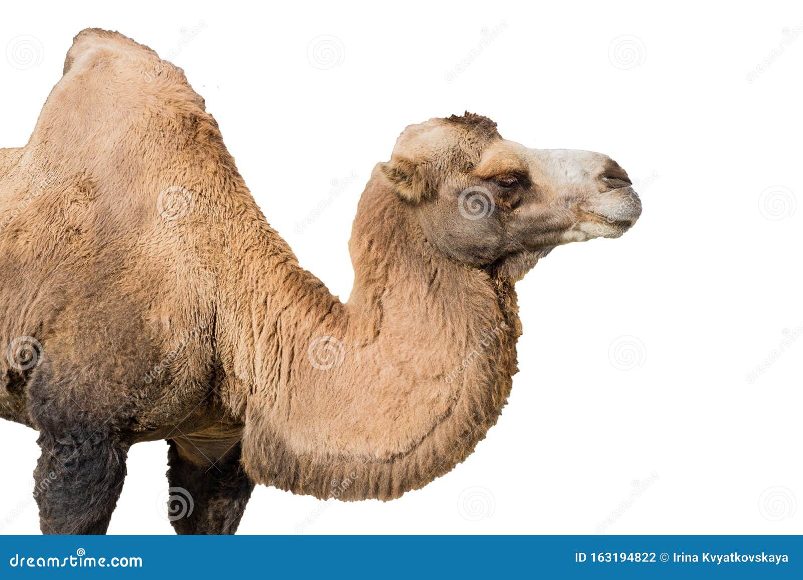 Portrait of a Camel Isolated on White Background Stock Photo - Image of ...