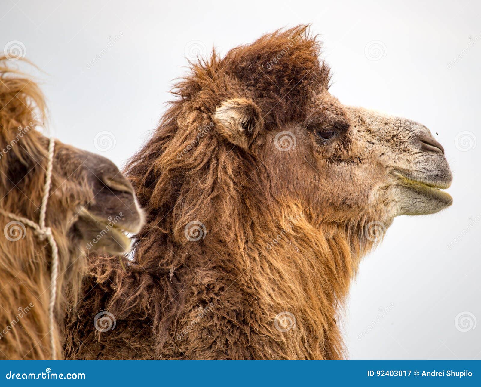 Portrait of Camel on Nature in Spring Stock Image - Image of natural ...