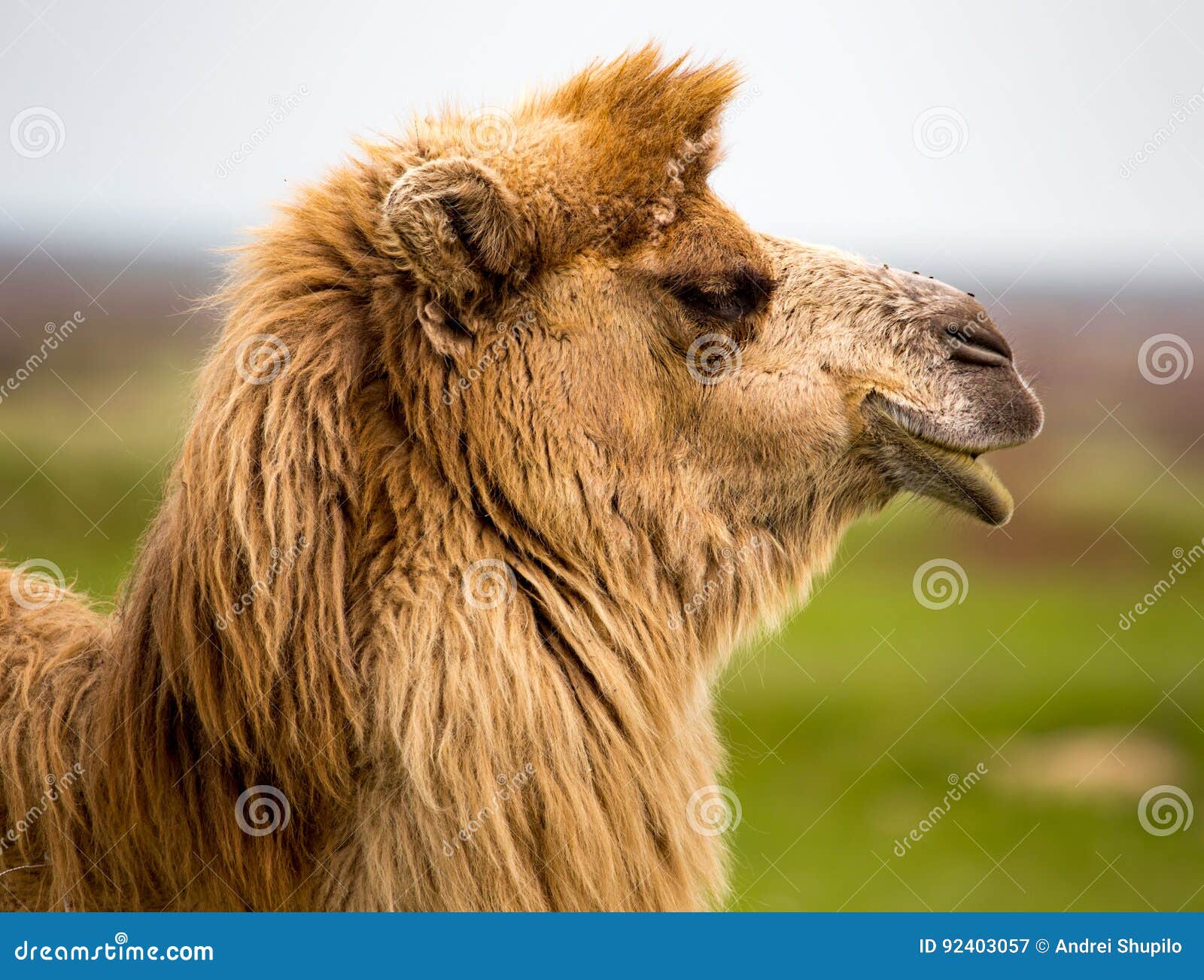 Portrait of Camel on Nature in Spring Stock Image - Image of mouth ...