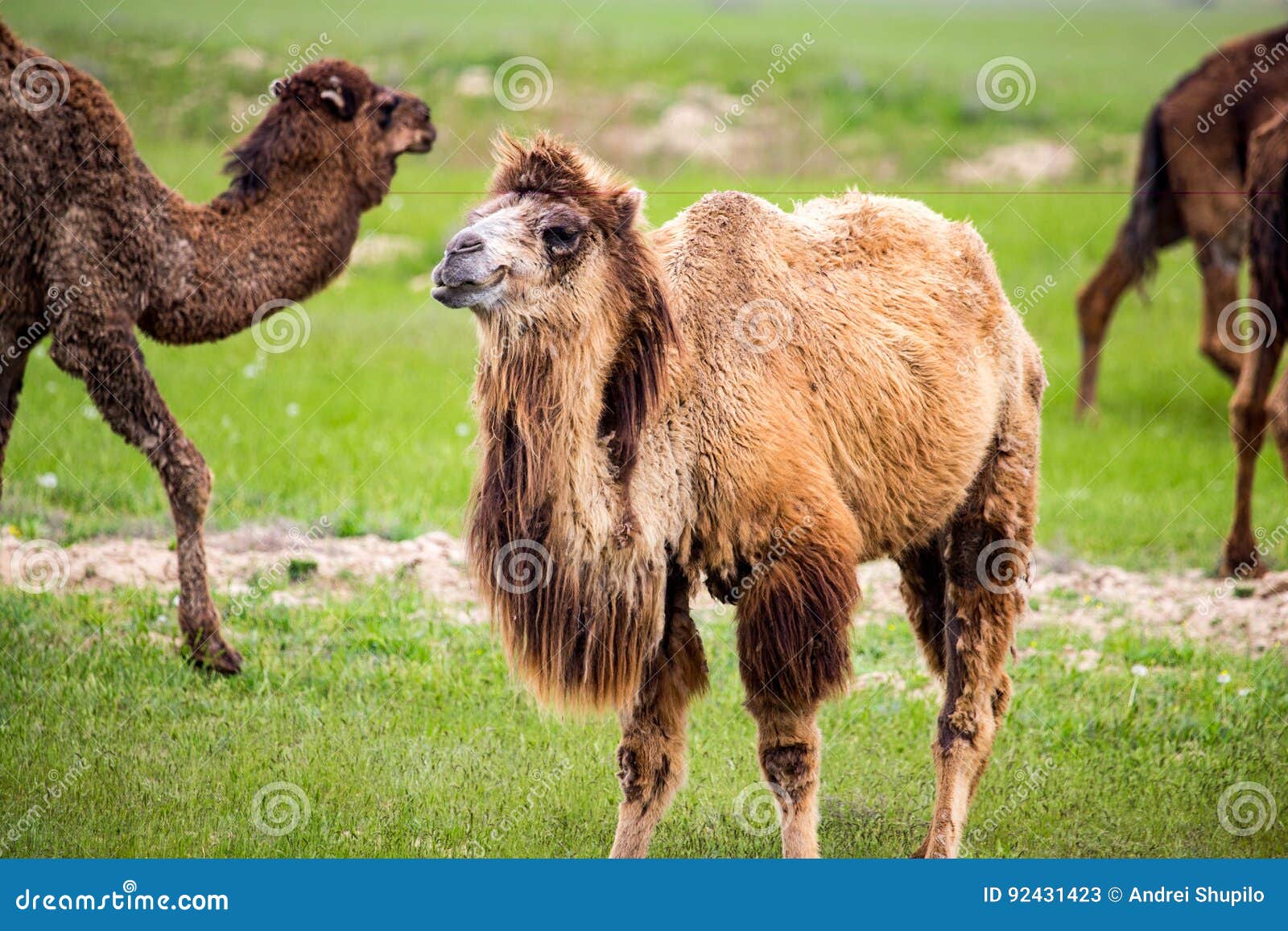 Portrait of Camel on Nature in Spring Stock Image - Image of single ...