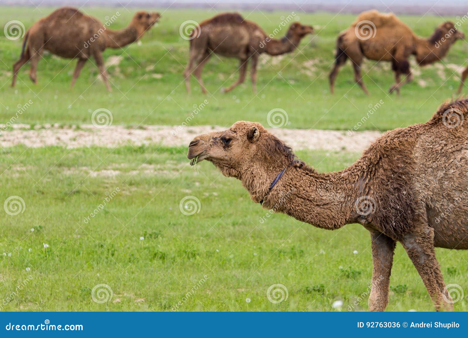 Portrait of Camel on Nature in Spring Stock Photo - Image of camel ...