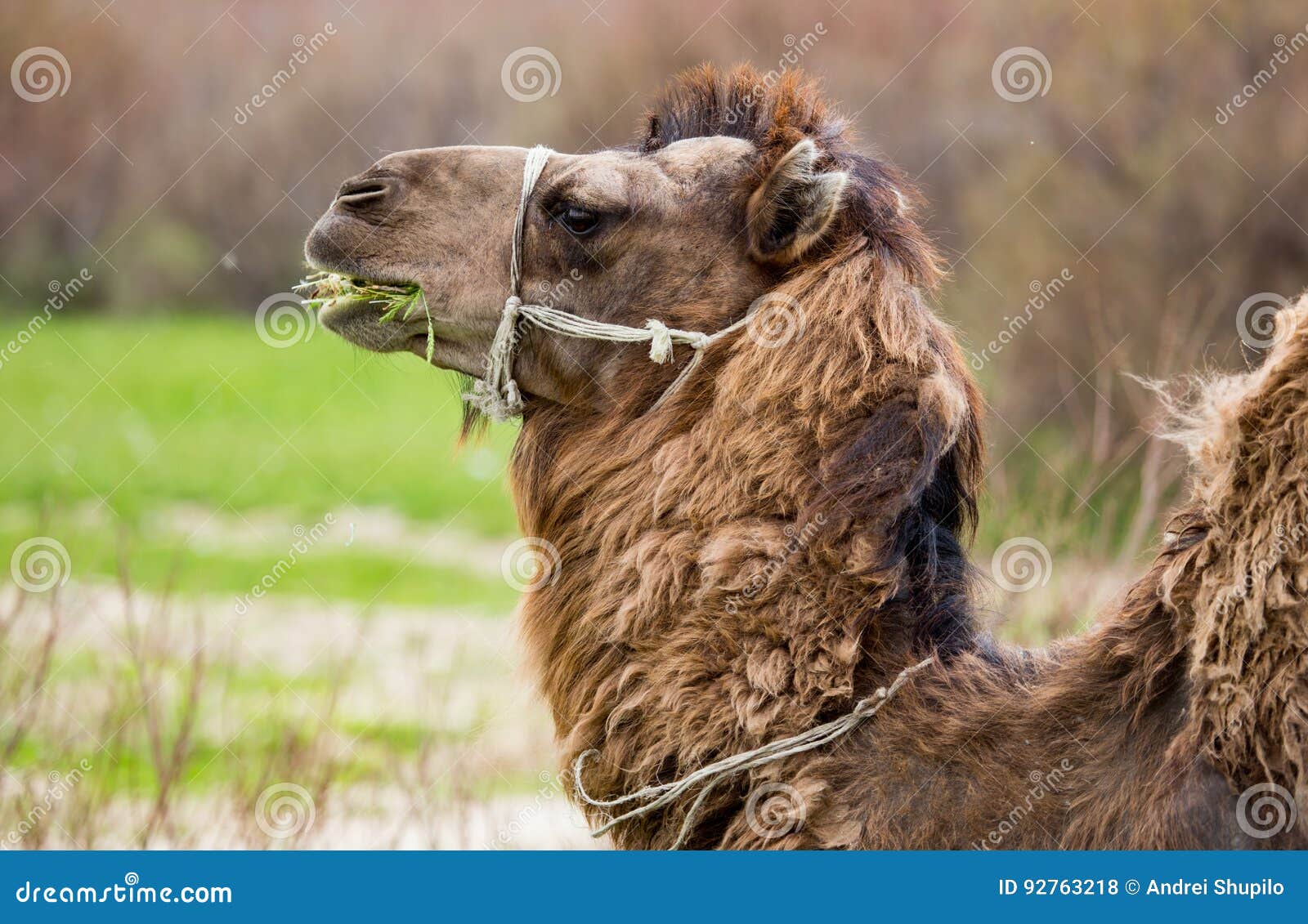 Portrait of Camel on Nature in Spring Stock Photo - Image of mammal ...