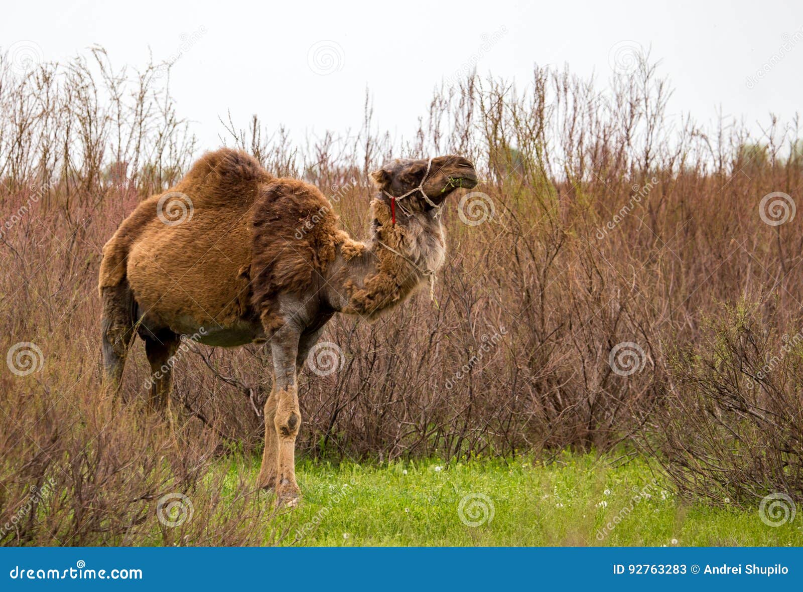 Portrait of Camel on Nature in Spring Stock Image - Image of wool, head ...