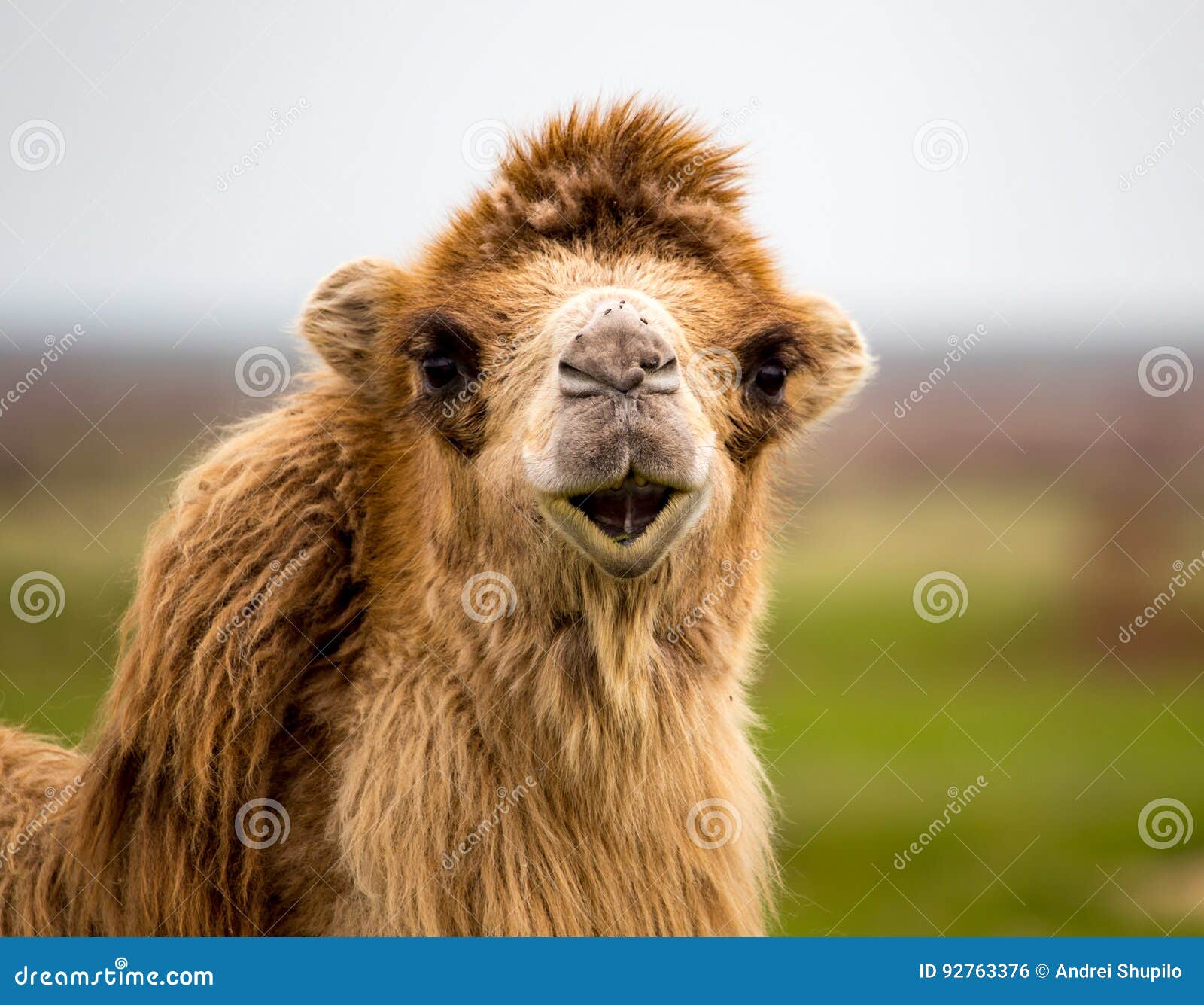 Portrait of Camel on Nature in Spring Stock Photo - Image of wild ...