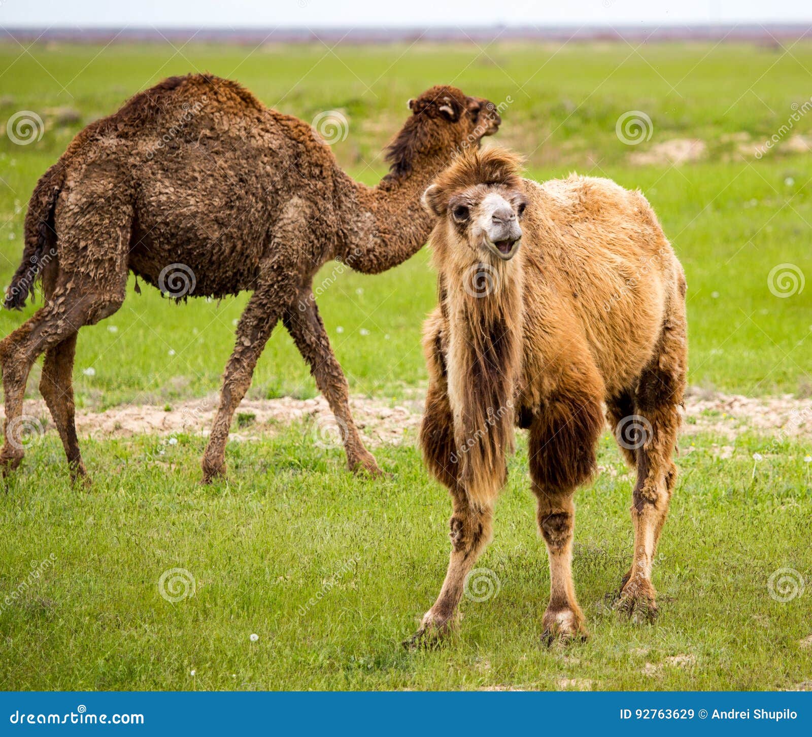 Portrait of Camel on Nature in Spring Stock Image - Image of white ...
