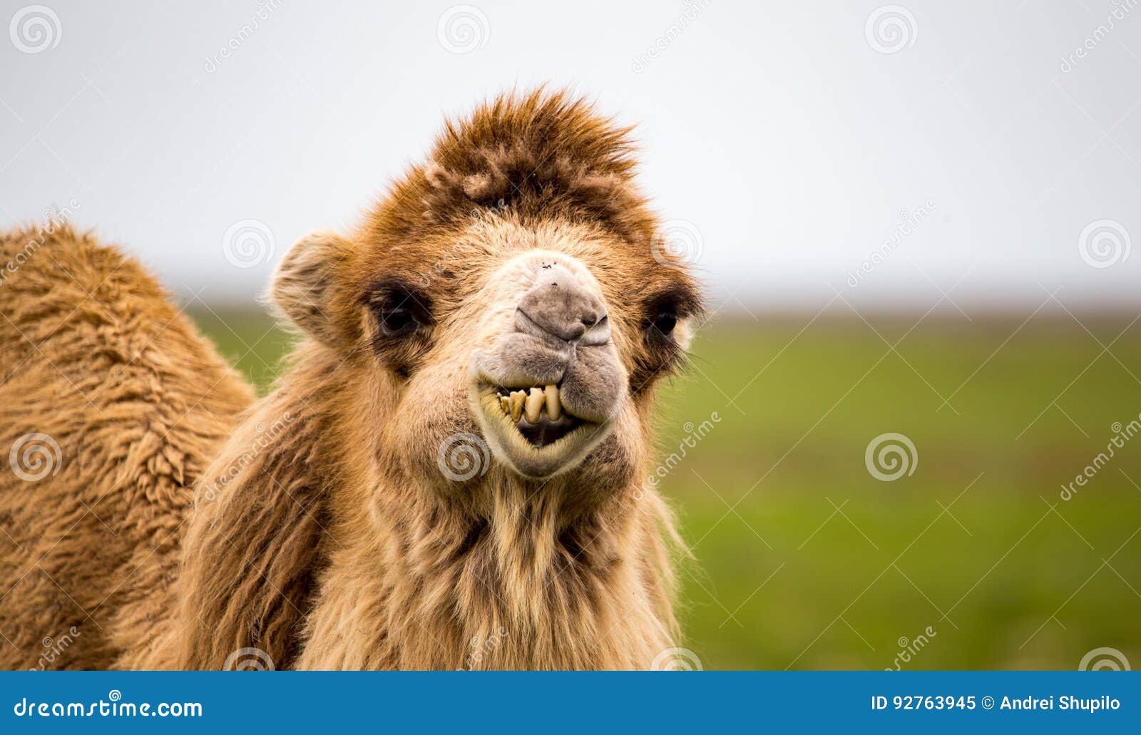 Portrait of Camel on Nature in Spring Stock Image - Image of face ...