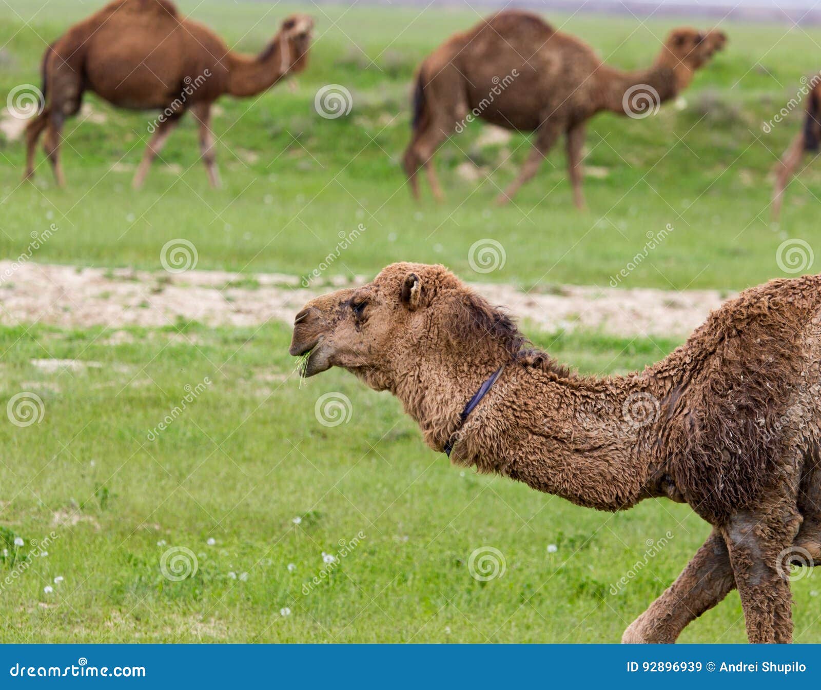 Portrait of Camel on Nature in Spring Stock Image - Image of natural ...