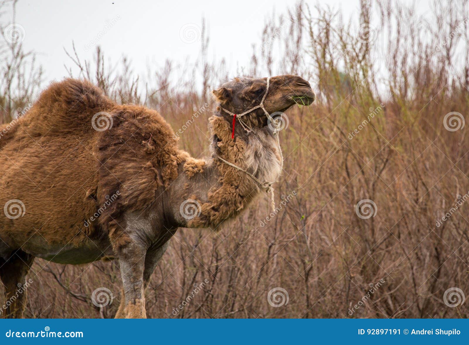 Portrait of Camel on Nature in Spring Stock Image - Image of yellow ...