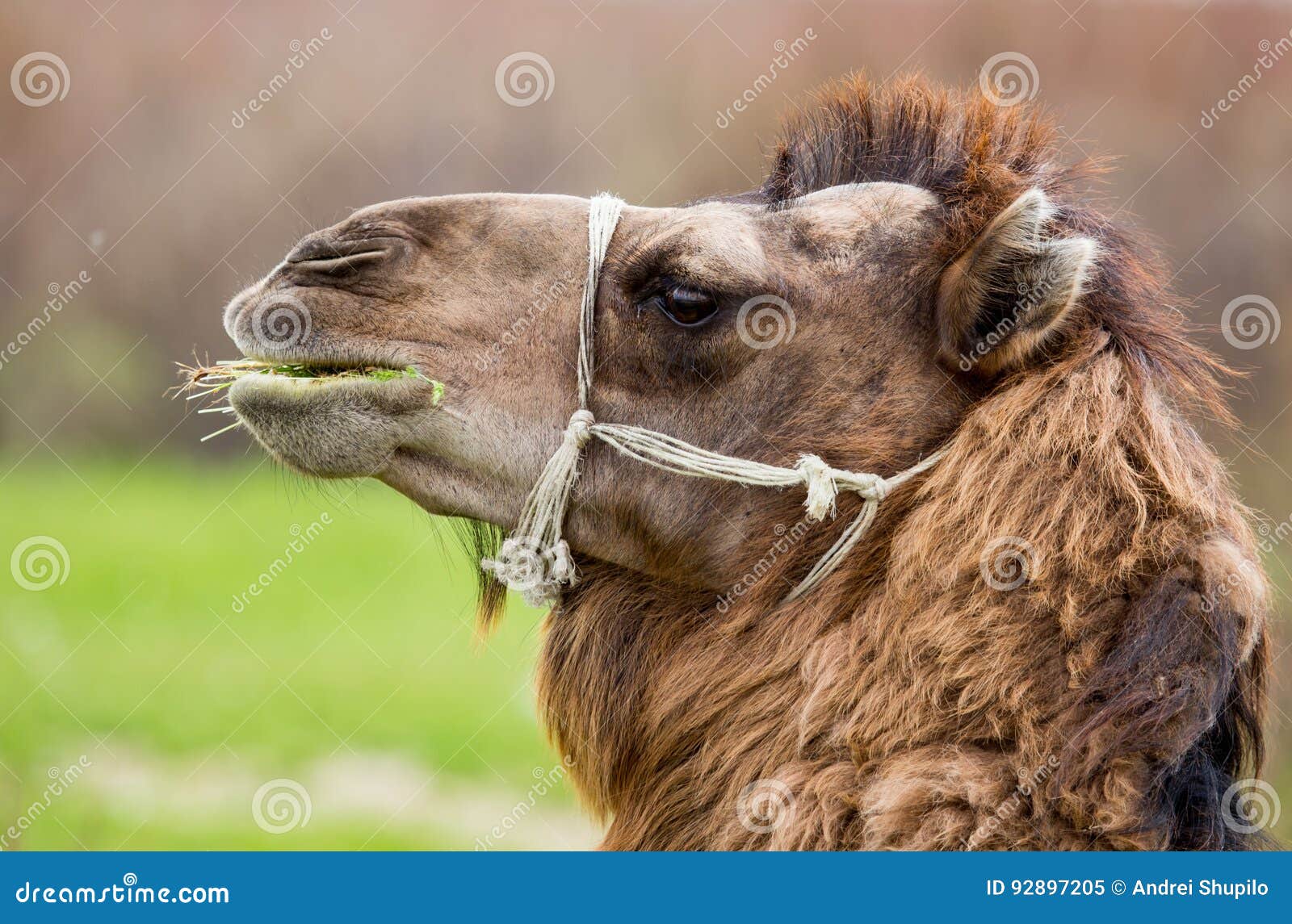Portrait of Camel on Nature in Spring Stock Image - Image of hair, cute ...