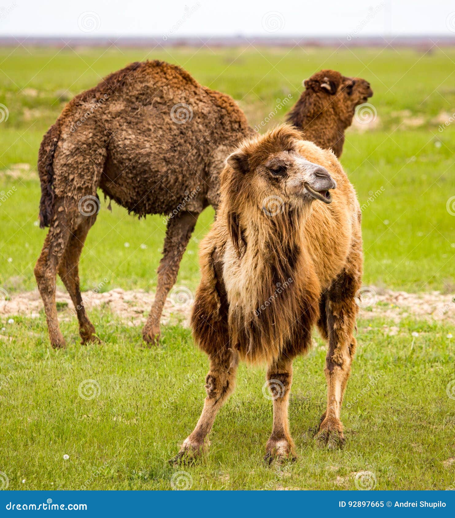 Portrait of Camel on Nature in Spring Stock Image - Image of face, cute ...