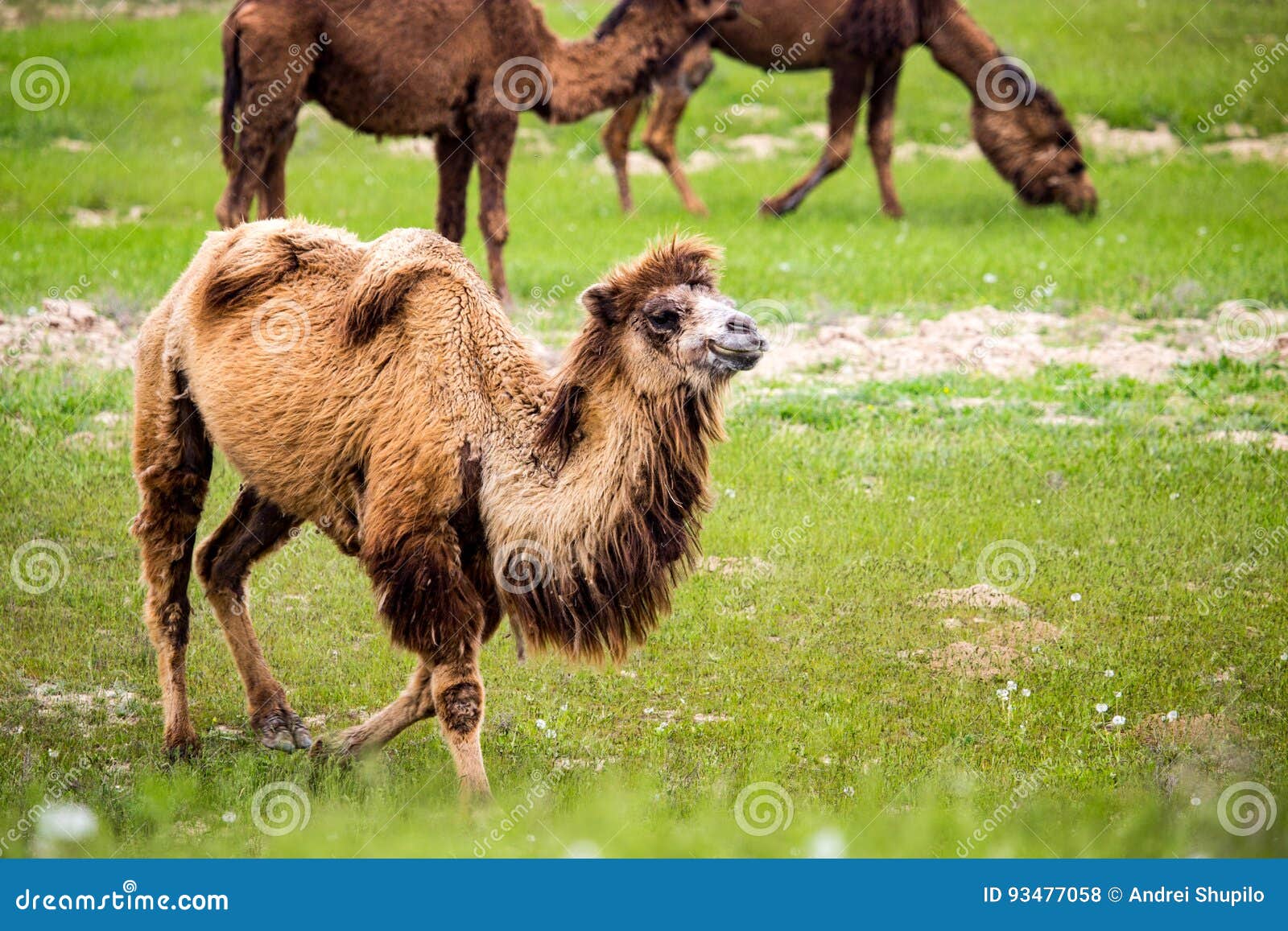 Portrait of Camel on Nature in Spring Stock Photo - Image of hump ...