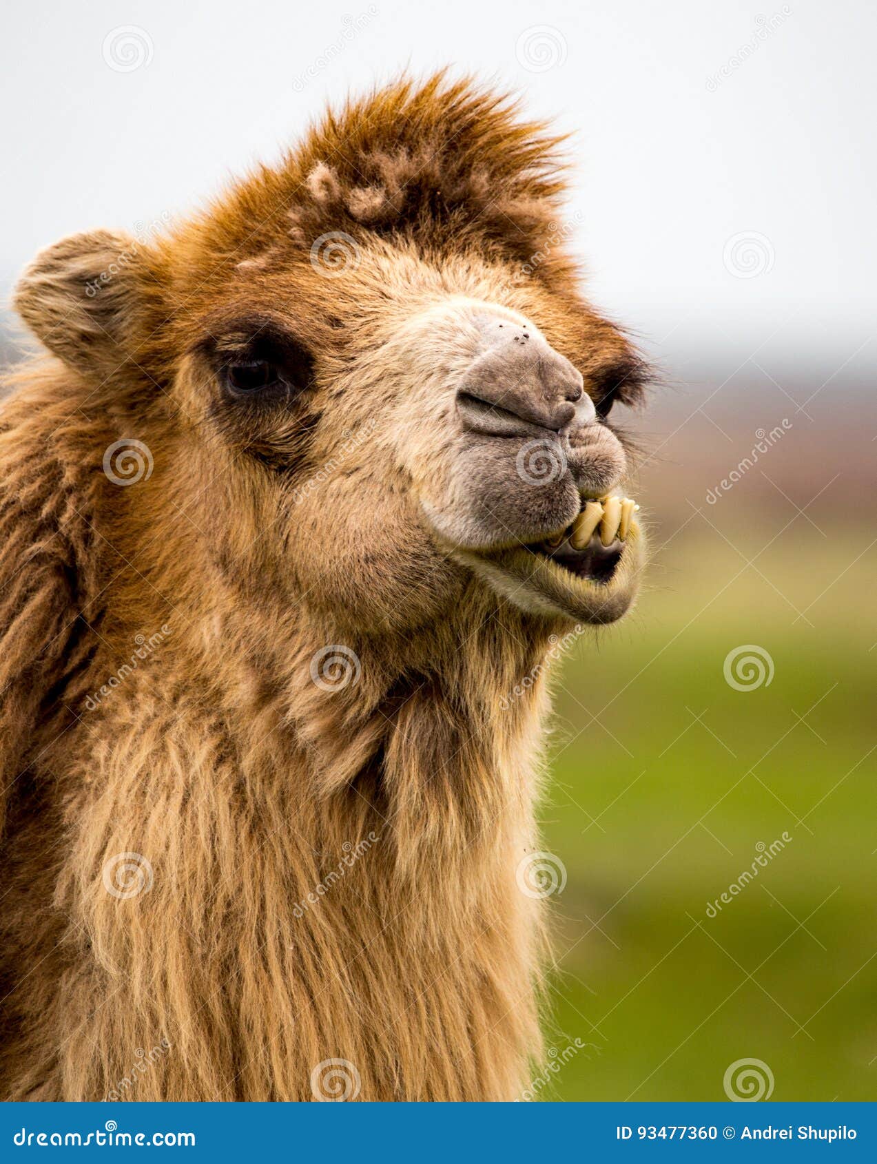 Portrait of Camel on Nature in Spring Stock Photo - Image of wool ...