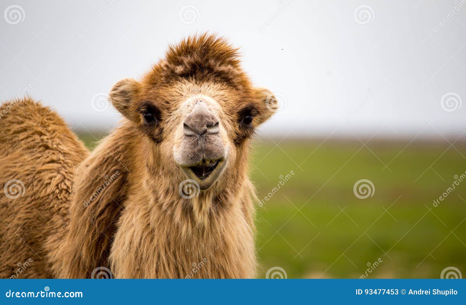 Portrait of Camel on Nature in Spring Stock Image - Image of muzzle ...