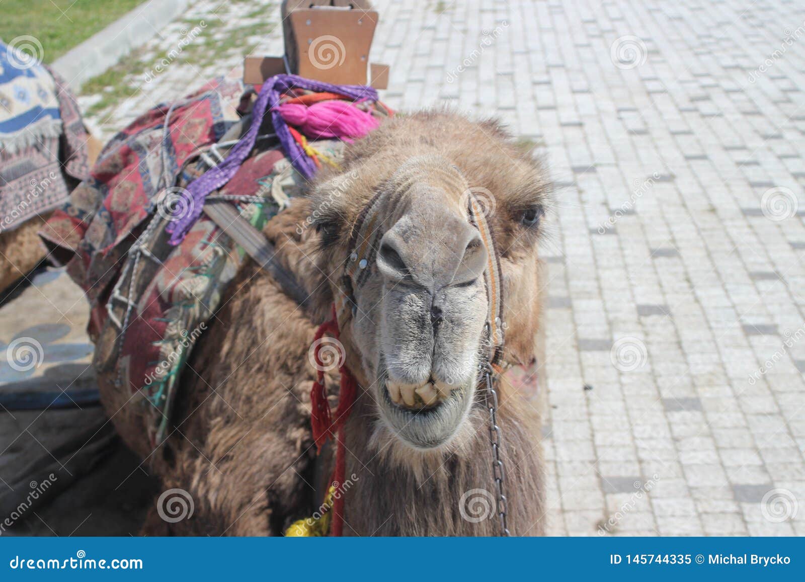 Portrait of a camel stock image. Image of mammal, face - 145744335
