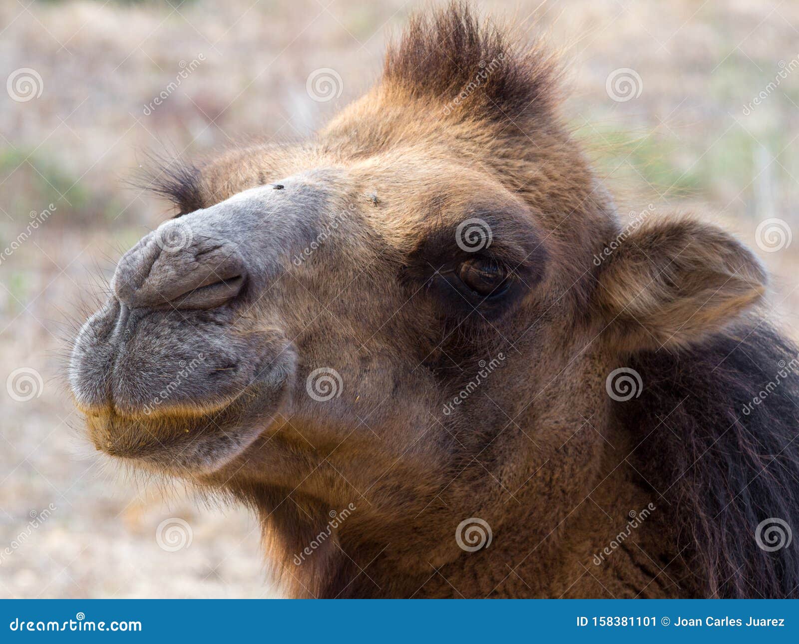 Portrait of a camel stock image. Image of muzzle, outdoor - 158381101