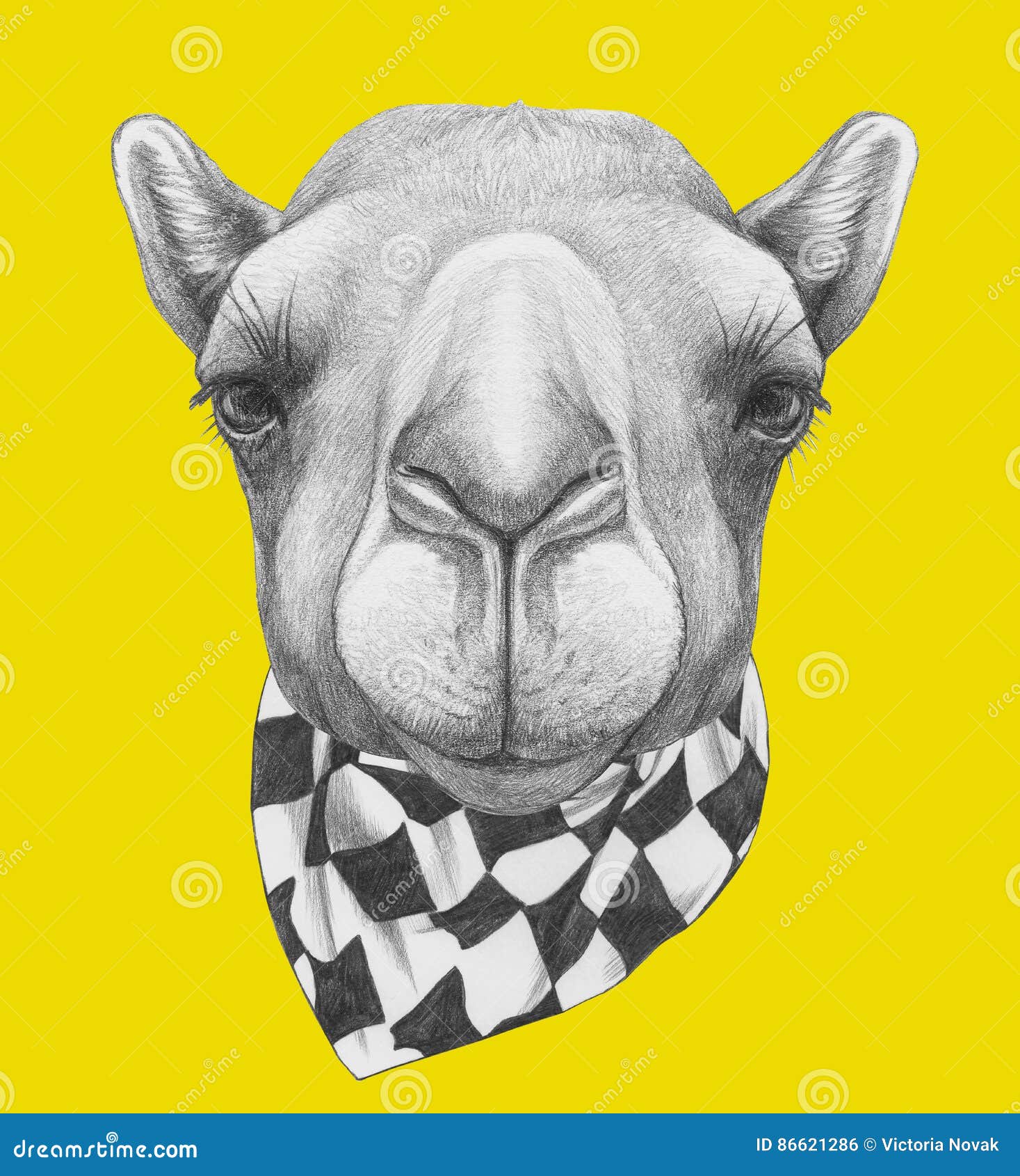 Portrait of Camel with Scarf. Stock Illustration - Illustration of ...