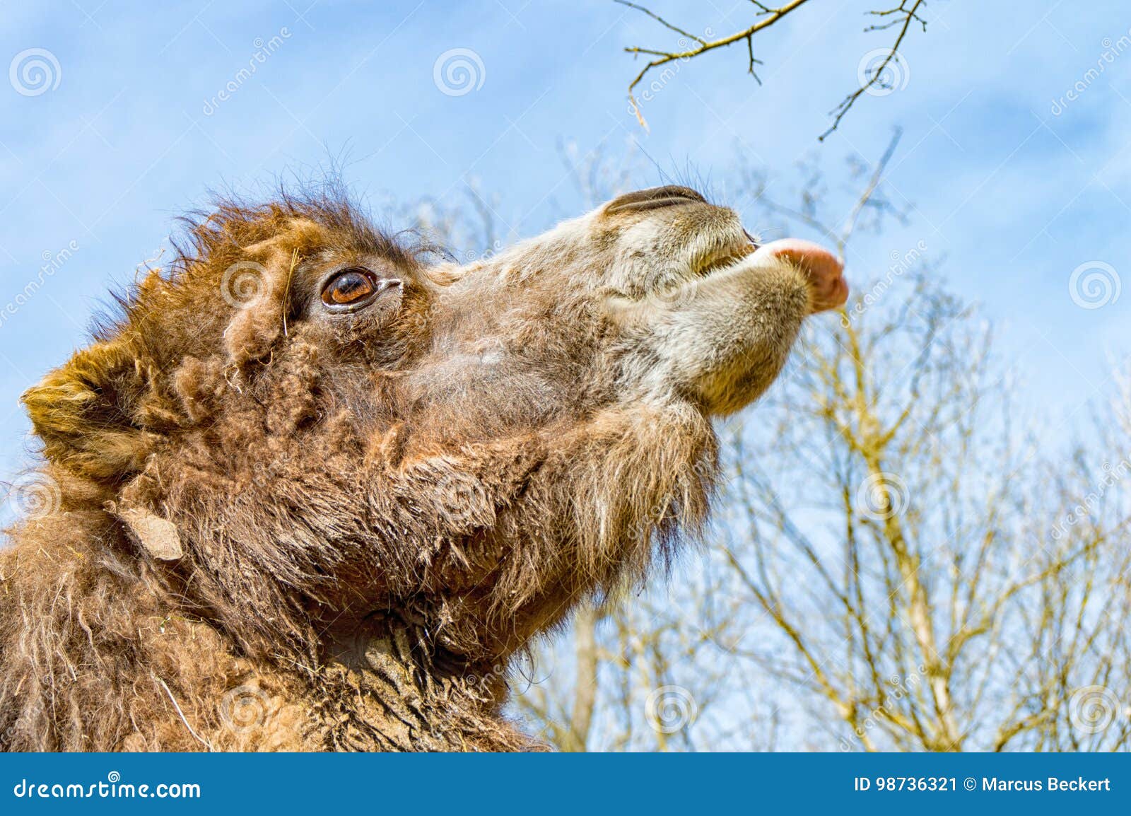 Red Camel With The Tongue Stock Photo | CartoonDealer.com #33024750