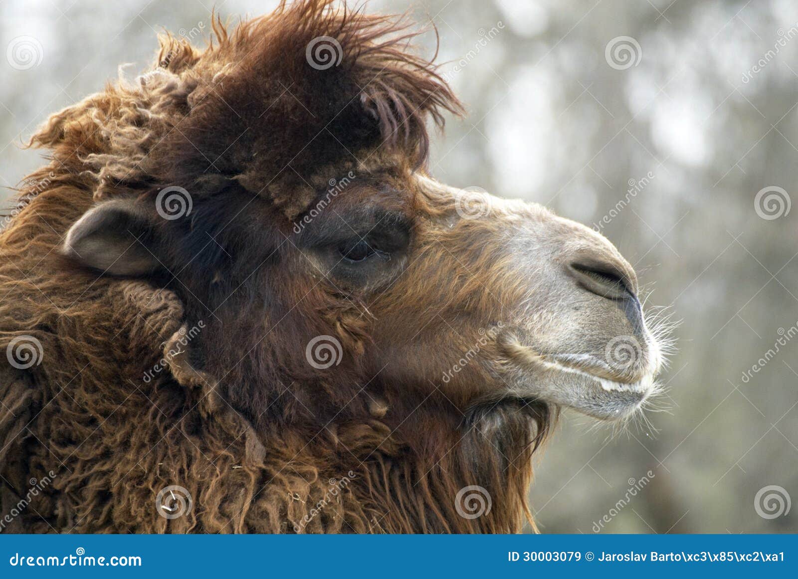 Camel stock image. Image of snout, animal, alpaca, fauna - 30003079