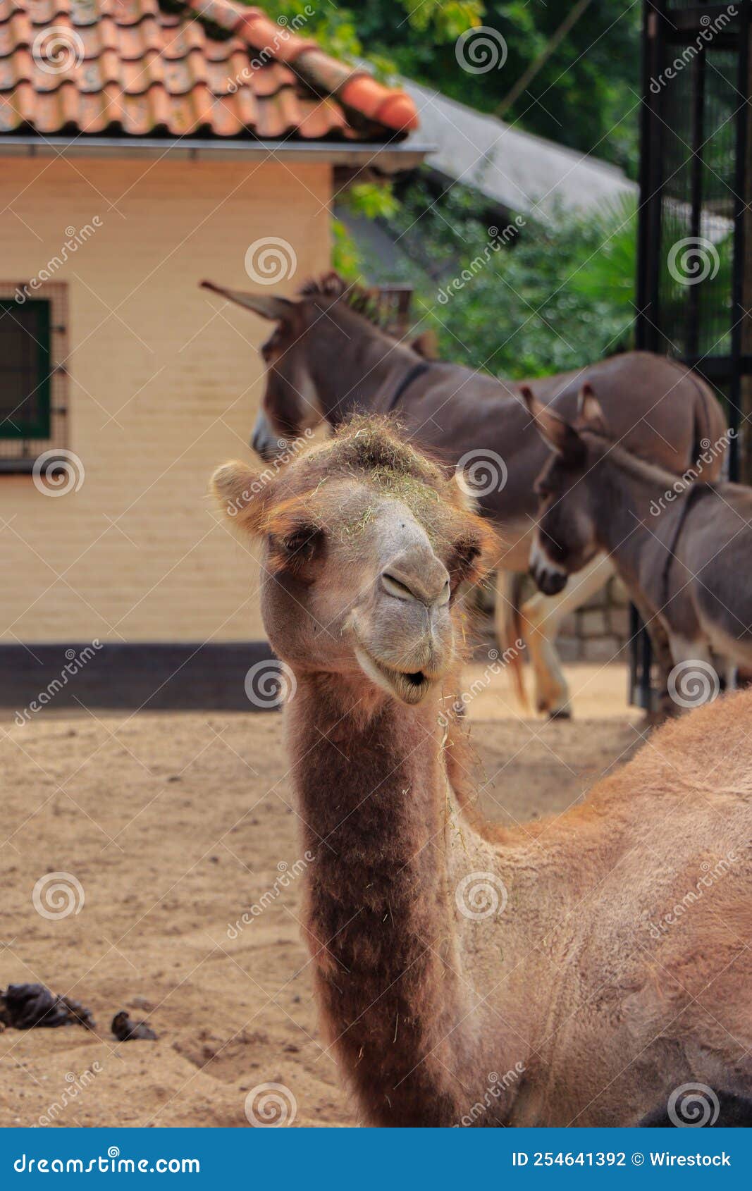 Portrait of a Camel in the Zoo in Summer Stock Photo - Image of brown ...
