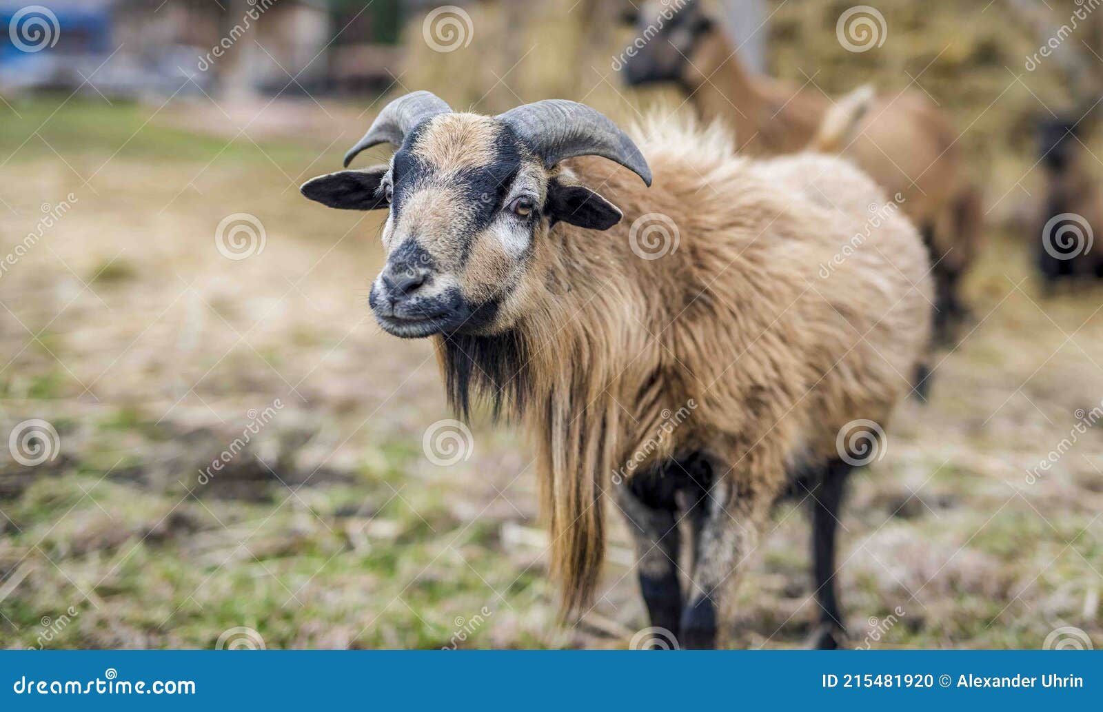 Portrait of Cameroon Sheep. Sheep on Pasture, Looking into the Lens ...