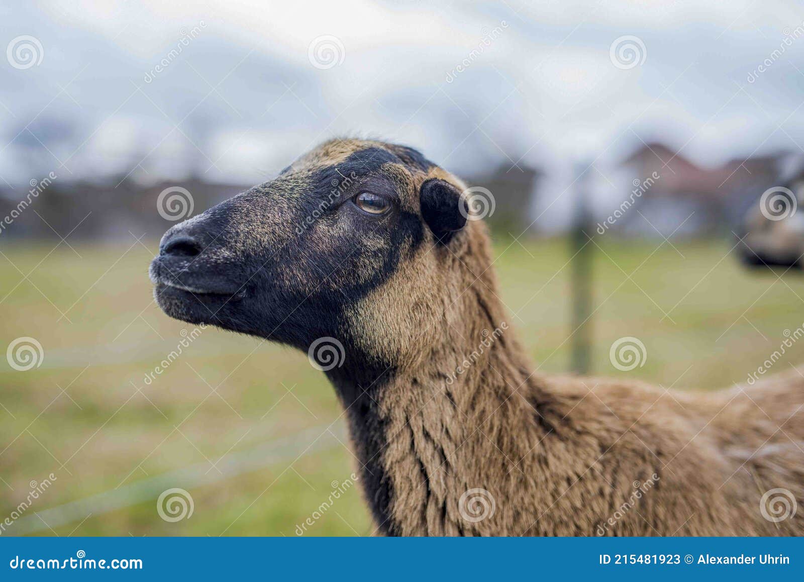 Portrait of Cameroon Sheep. Sheep on Pasture, Looking into the Lens ...