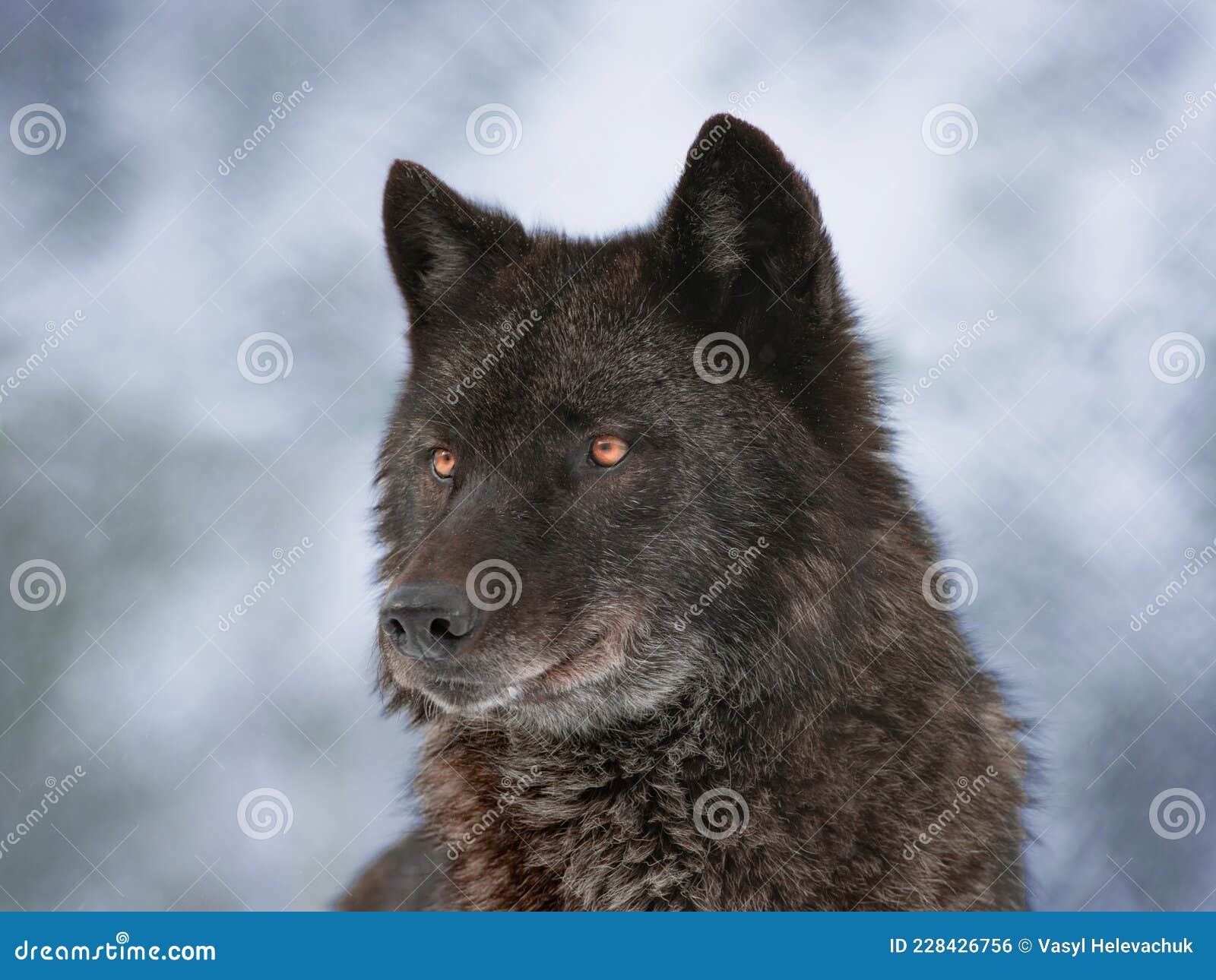 Portrait of Canadian Black Wolf Stock Photo - Image of danger ...