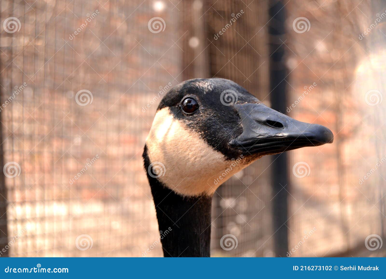 Portrait of Canadian Goose Looking at Camera Stock Photo - Image of ...