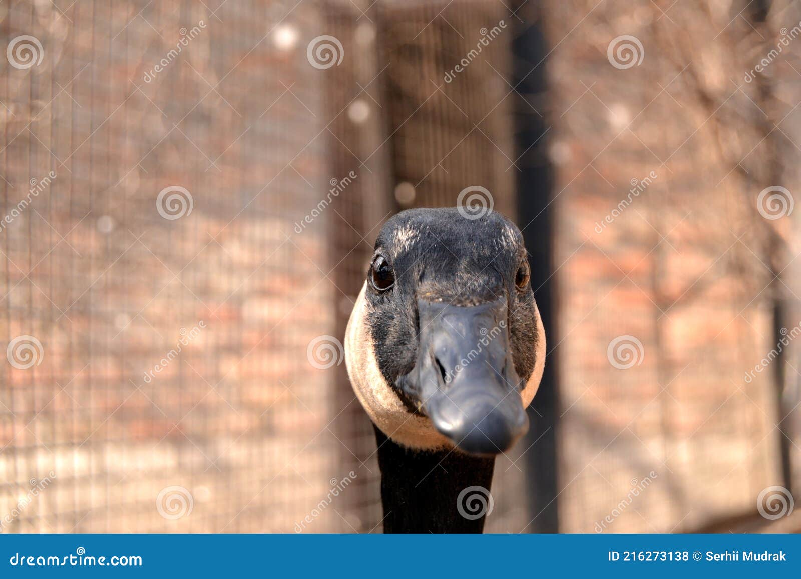 Portrait of Canadian Goose Looking at Camera Stock Photo - Image of ...