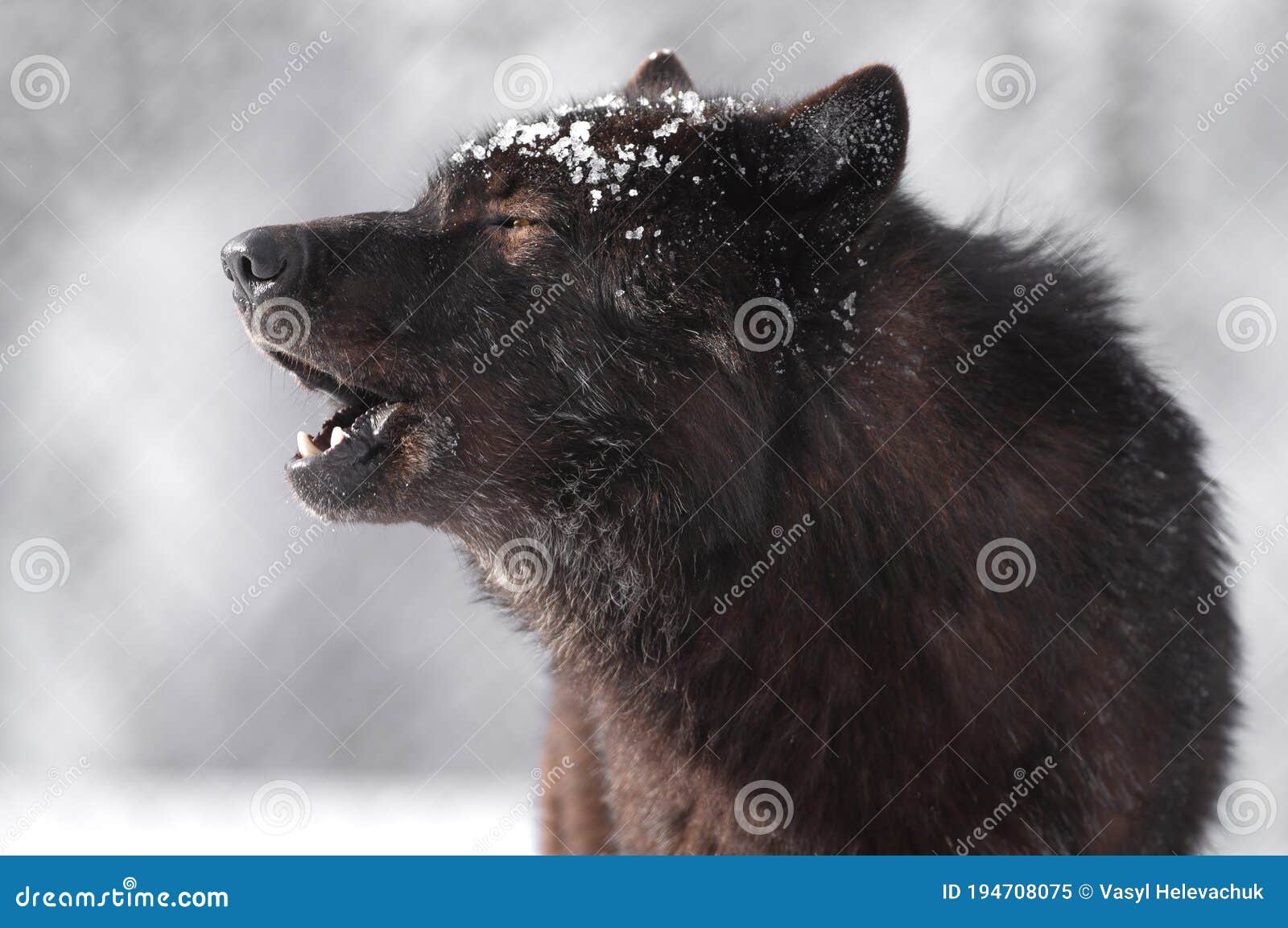 Portrait of a Canadian Howling Black Wolf Stock Image - Image of nose ...