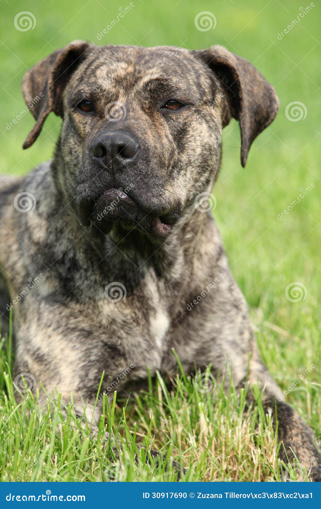 Portrait of Canary dog stock photo. Image of looking - 30917690