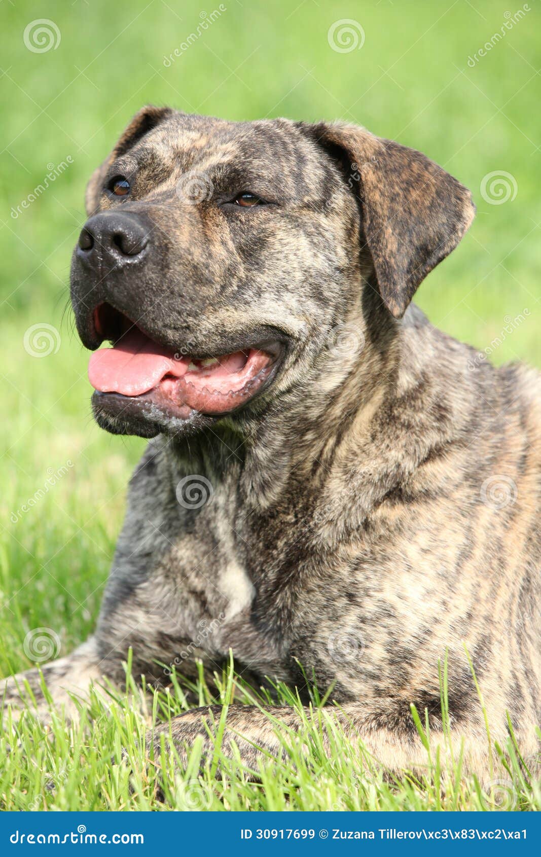 Portrait of Canary Dog Lying in the Grass Stock Image - Image of breed ...