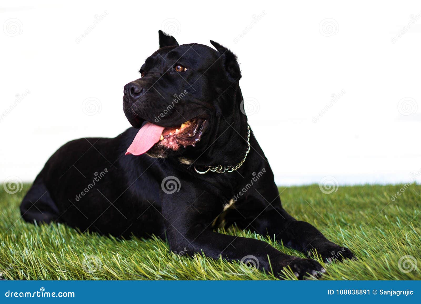 Portrait of Cane Corso Breed Stock Image - Image of animal, cute: 108838891