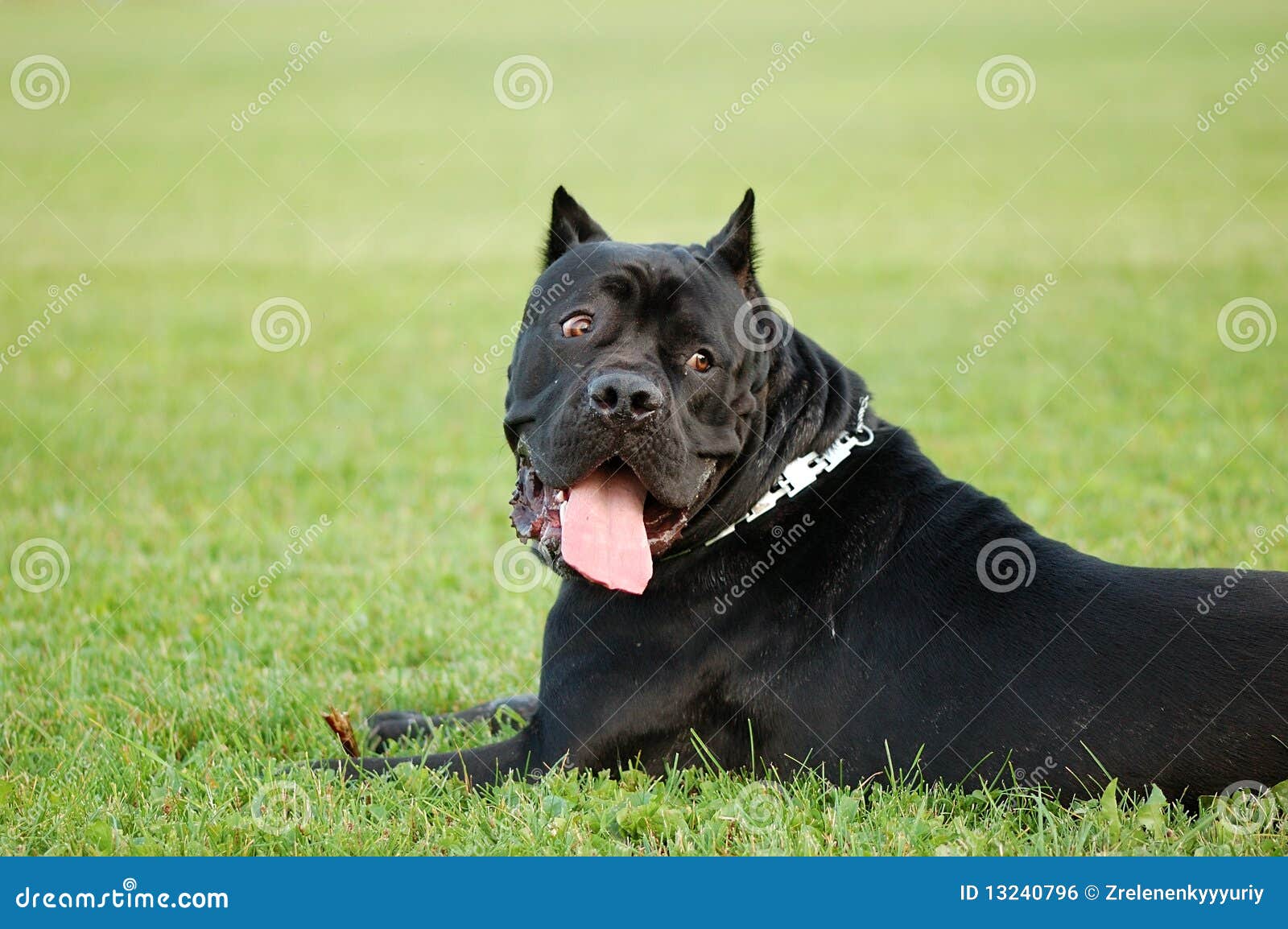 Portrait of the Cane Corso Dog Stock Photo - Image of cute, mammal ...